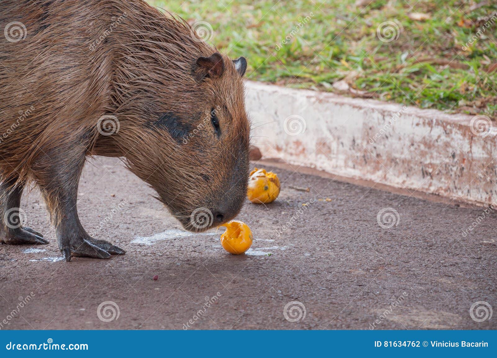 Capybara Smelling and Eating a Yellow Mango Fruit Stock Photo - Image ...