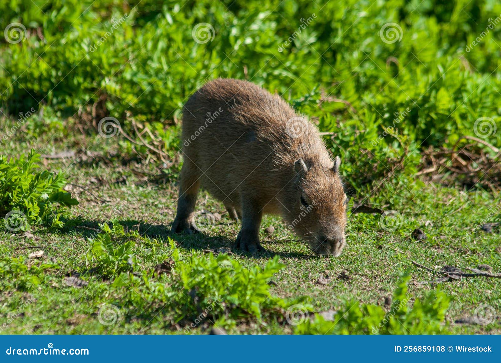 Capybara Sniffing in a Field Stock Photo - Image of nature, small ...