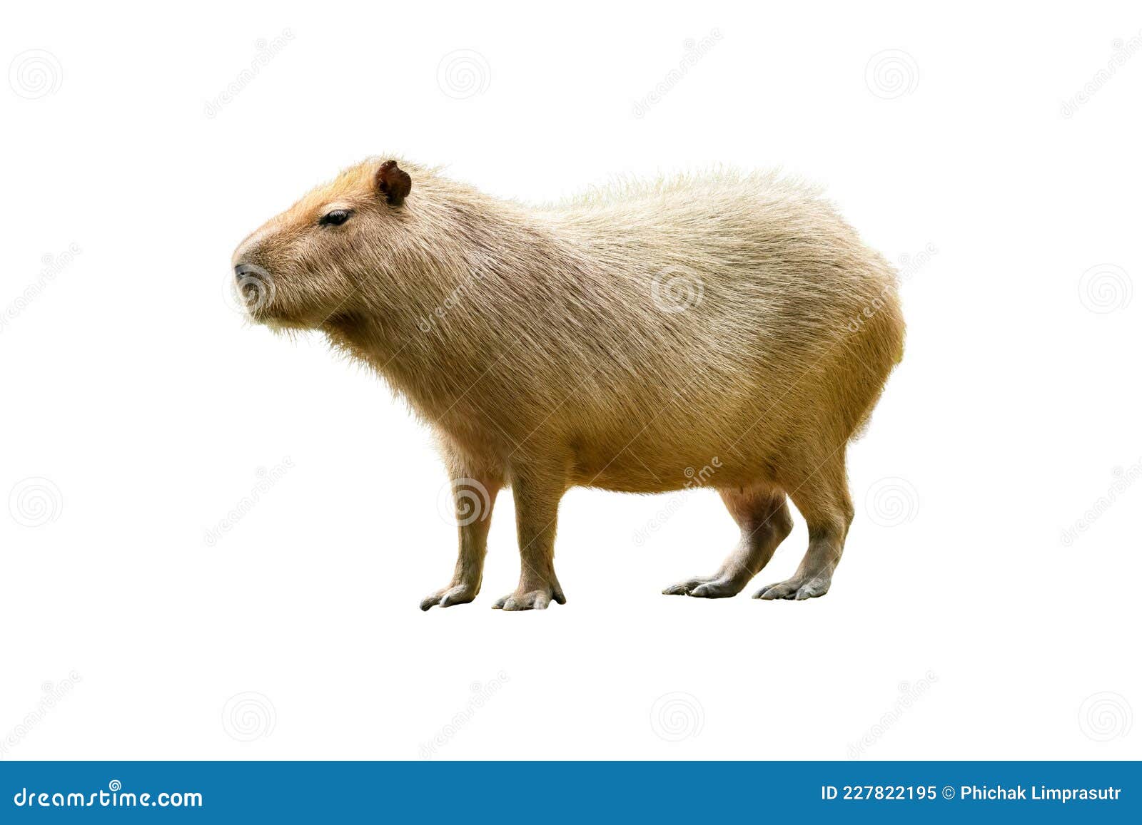 Capybara Standing Isolated on White Background Stock Image - Image of ...