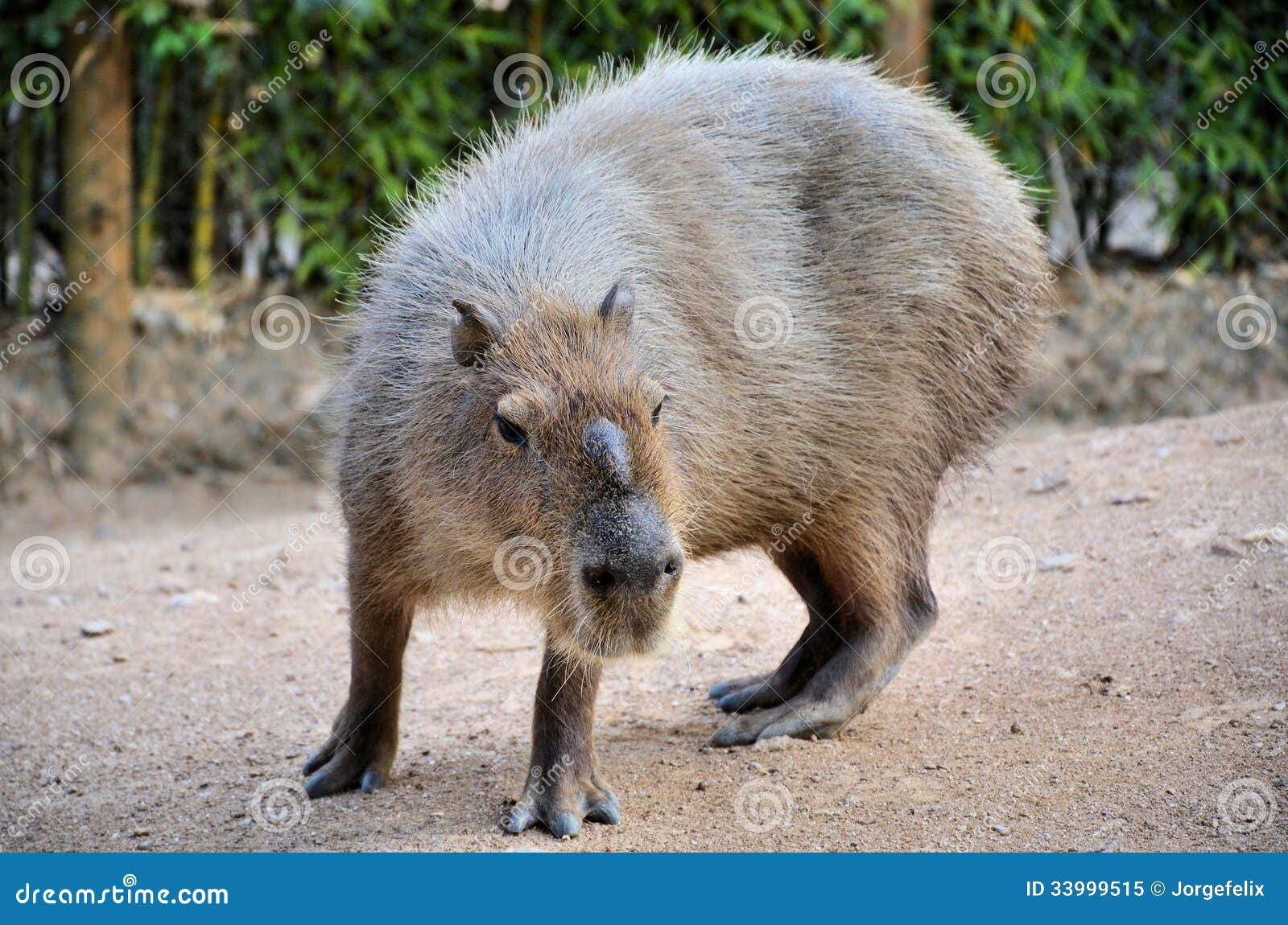 Capybara stock image. Image of brazil, sand, wildlife - 33999515