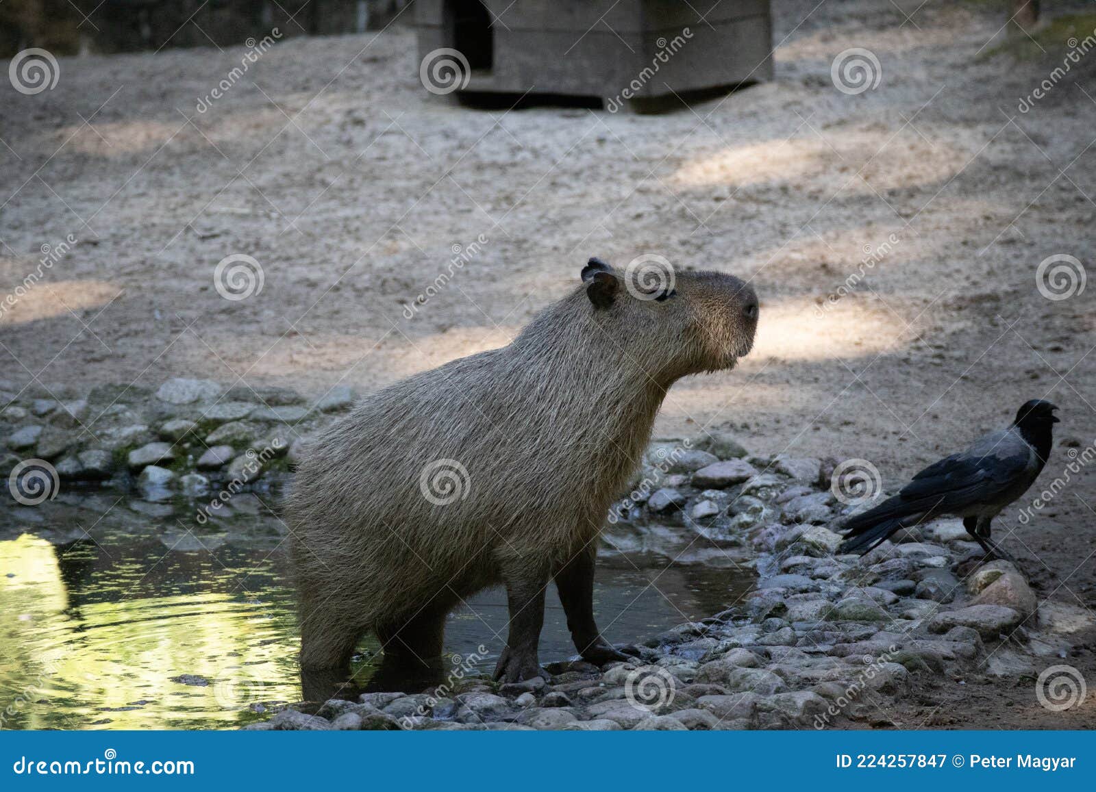 Capybara Standing in Water with a Bird Stock Image - Image of looking ...