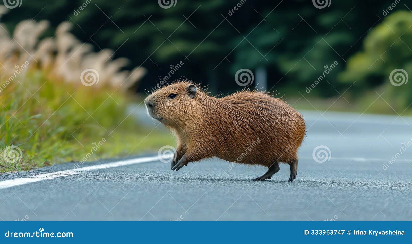 A Capybara Strolls Along a Peaceful Pathway Lined with Autumn Leaves in ...