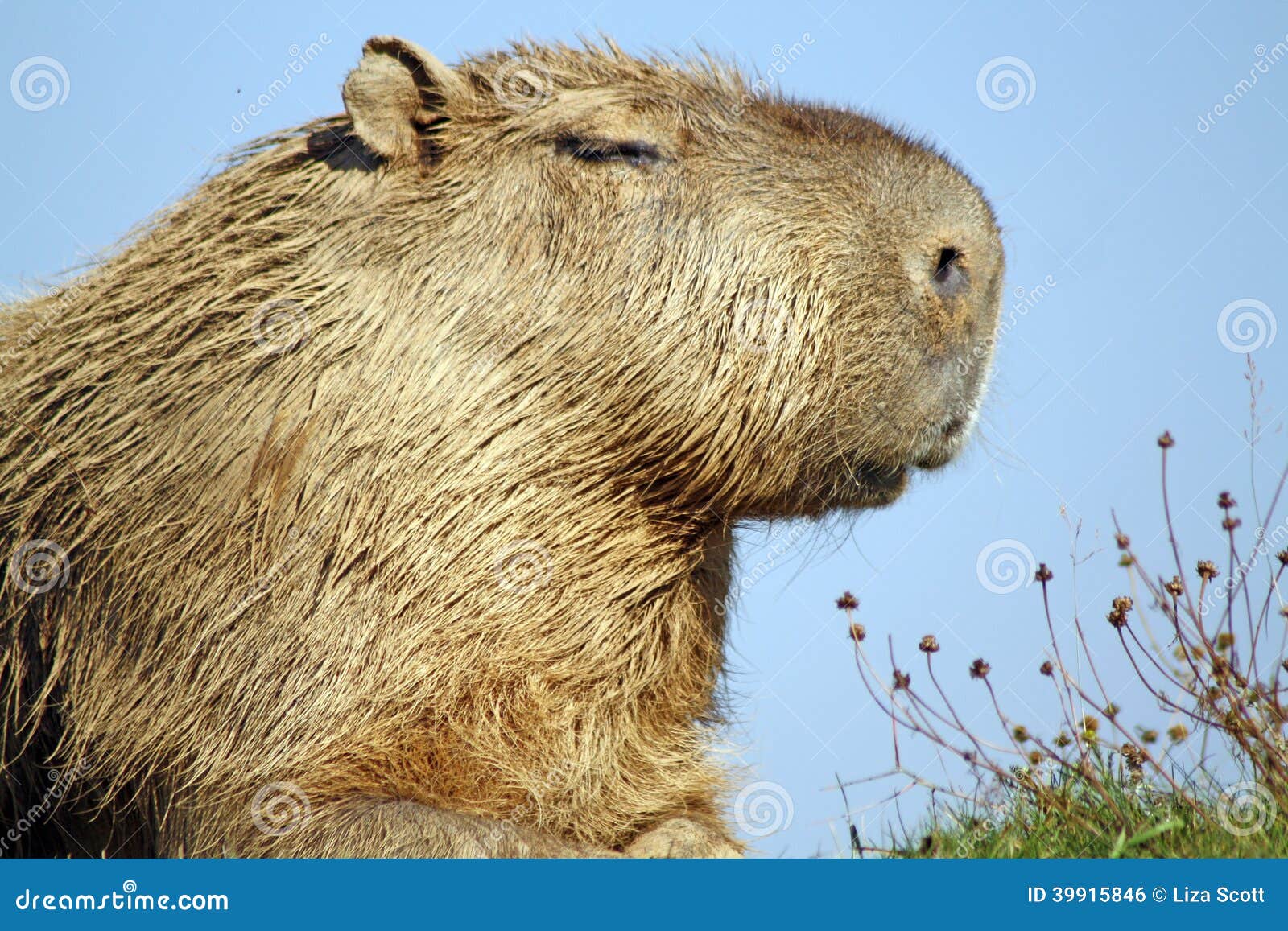 Capybara stock photo. Image of animal, grass, america - 39915846