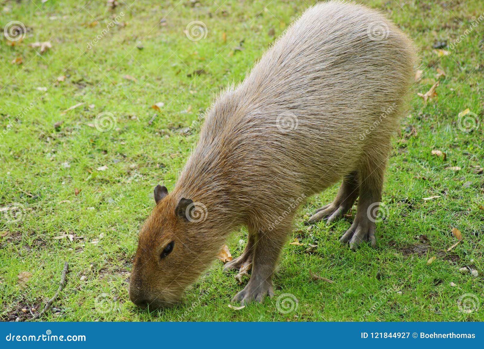 Capybara in the sun stock image. Image of cabybara, brown - 121844927
