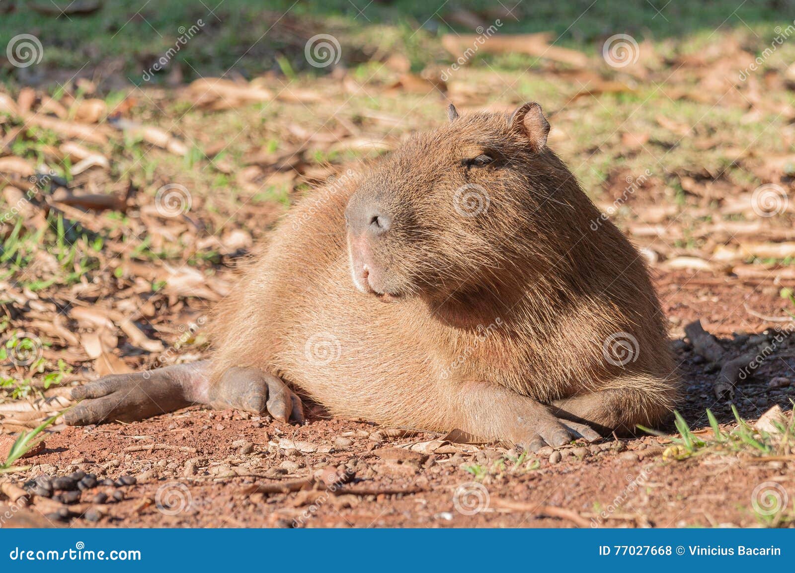 134 Capybara Sunbathing Photos - Free & Royalty-Free Stock Photos from ...