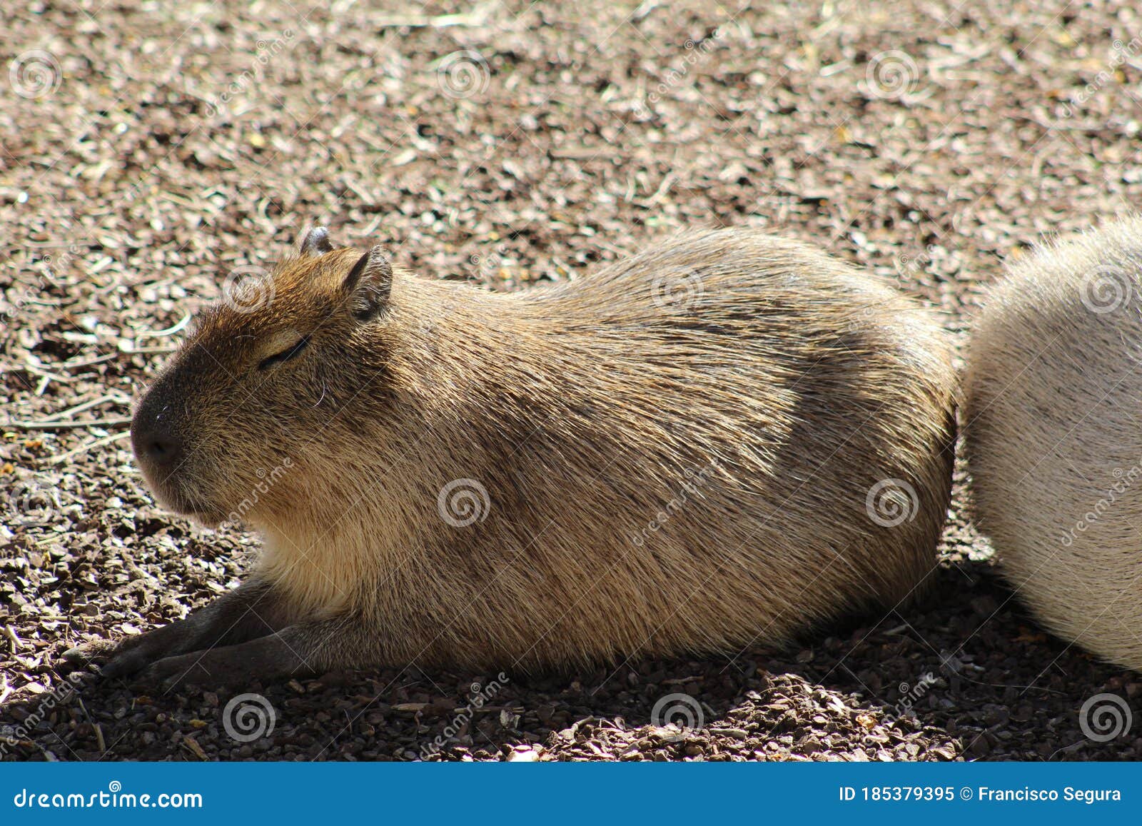 Capybara Sunbathing on a Sunny March Day Editorial Image - Image of ...