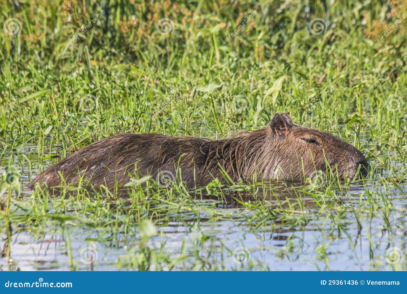 Capybara in the swamp stock photo. Image of wetland, furry - 29361436