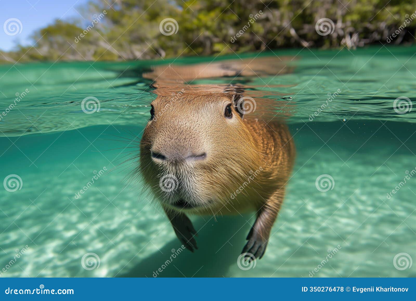 Capybara Swimming in the Water on a Sunny Day, Underwater View Stock ...