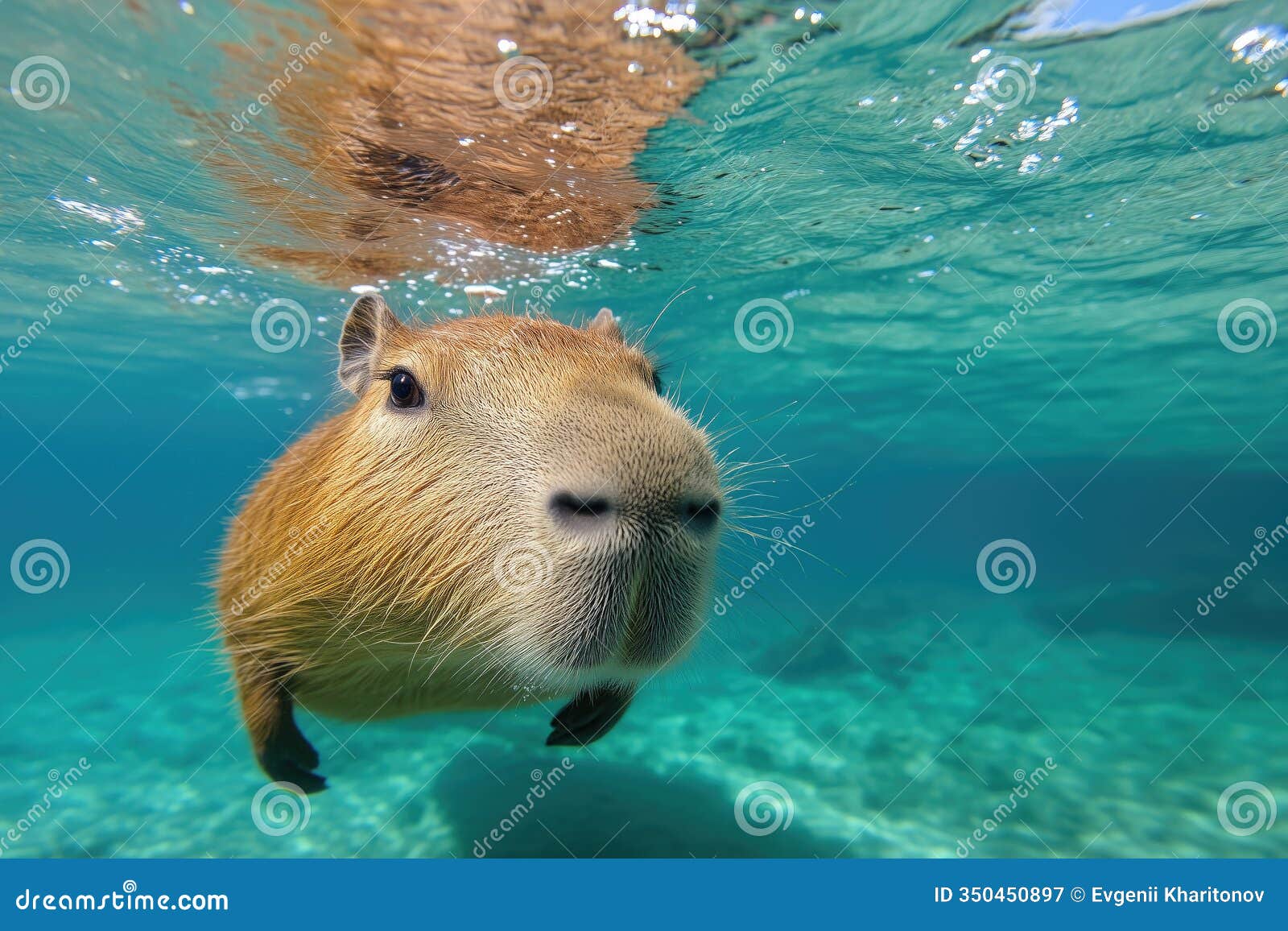 Capybara Swimming in the Water on a Sunny Day, Underwater View Stock ...