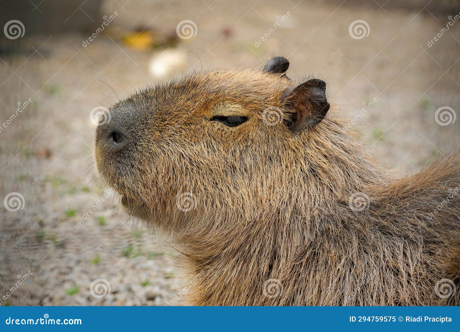 A Capybara Taking a Dip in a Pond Stock Image - Image of closeup, furry ...