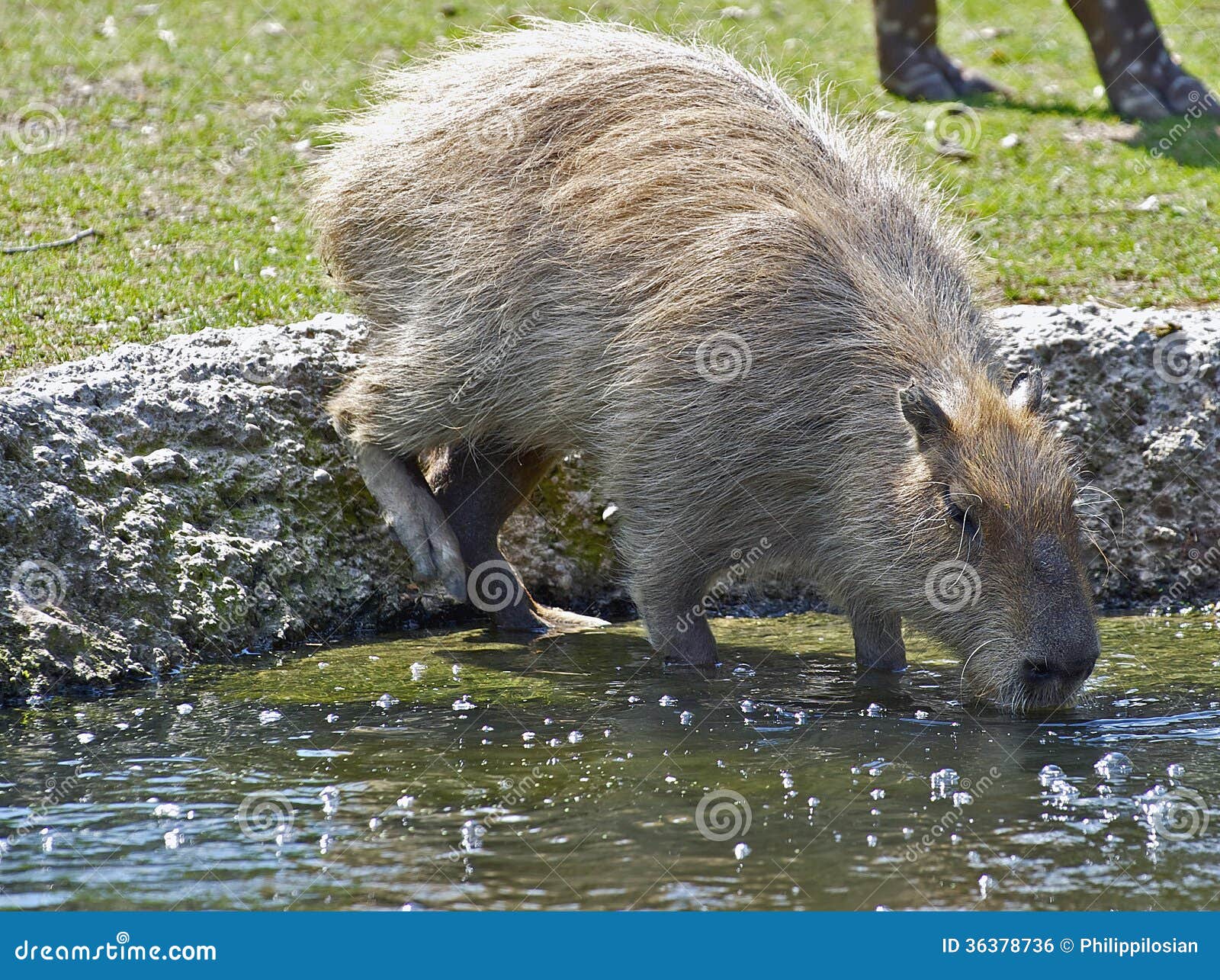 Capybara stock photo. Image of pelt, cavies, kingdom - 36378736