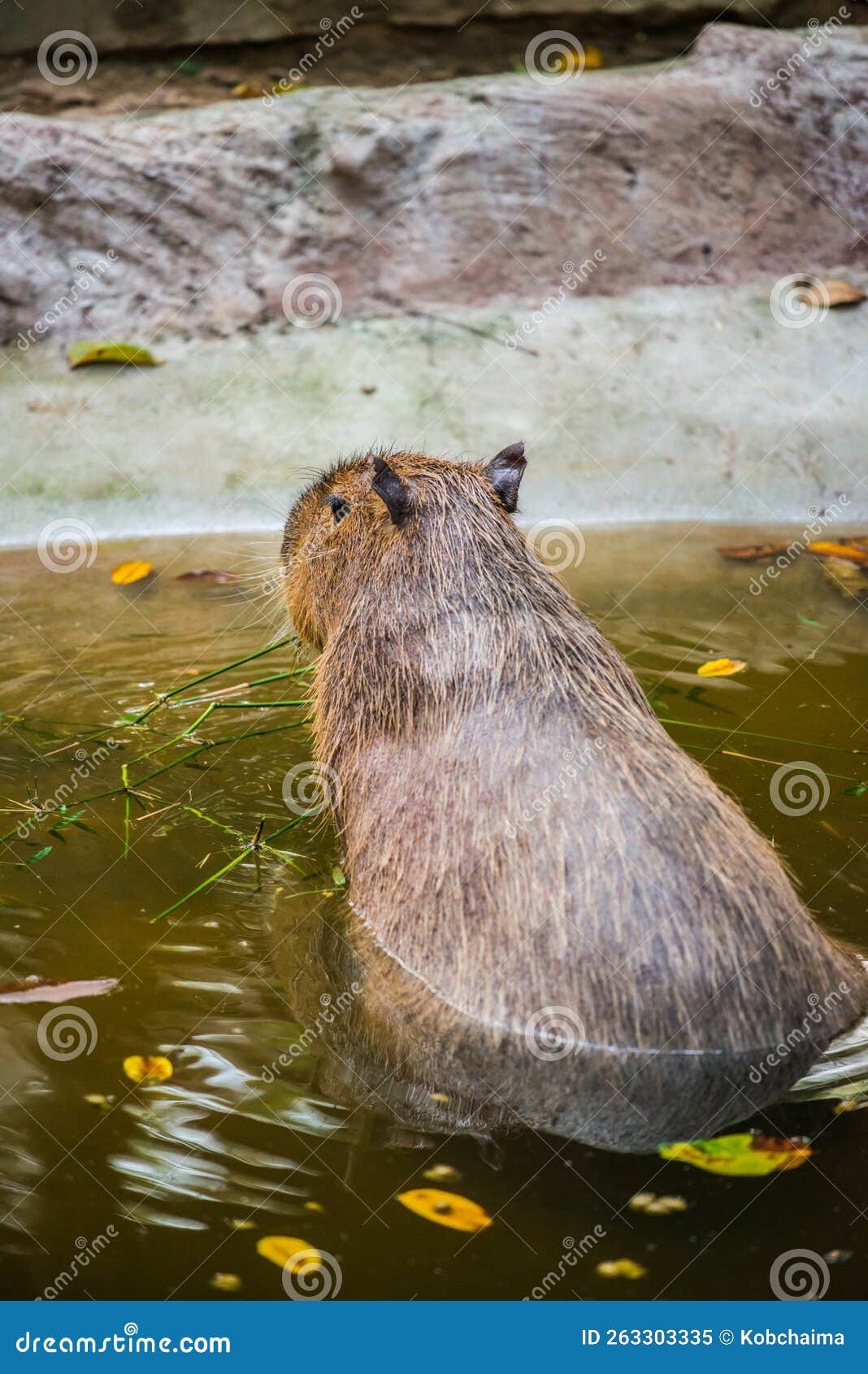 Capybara in Thai zoo stock image. Image of thai, close - 263303335