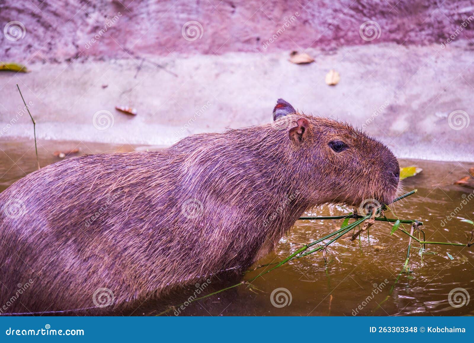 Capybara In Thai Zoo Stock Photography | CartoonDealer.com #263303348 Capybara In Thai Zoo Stock Photography | CartoonDealer.com #263303348