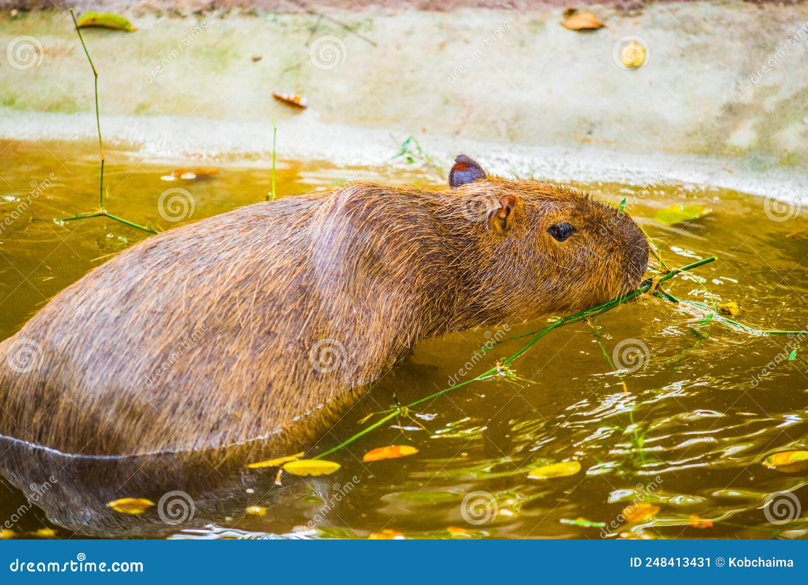 Capybara in Thai zoo stock image. Image of wildlife - 248413431