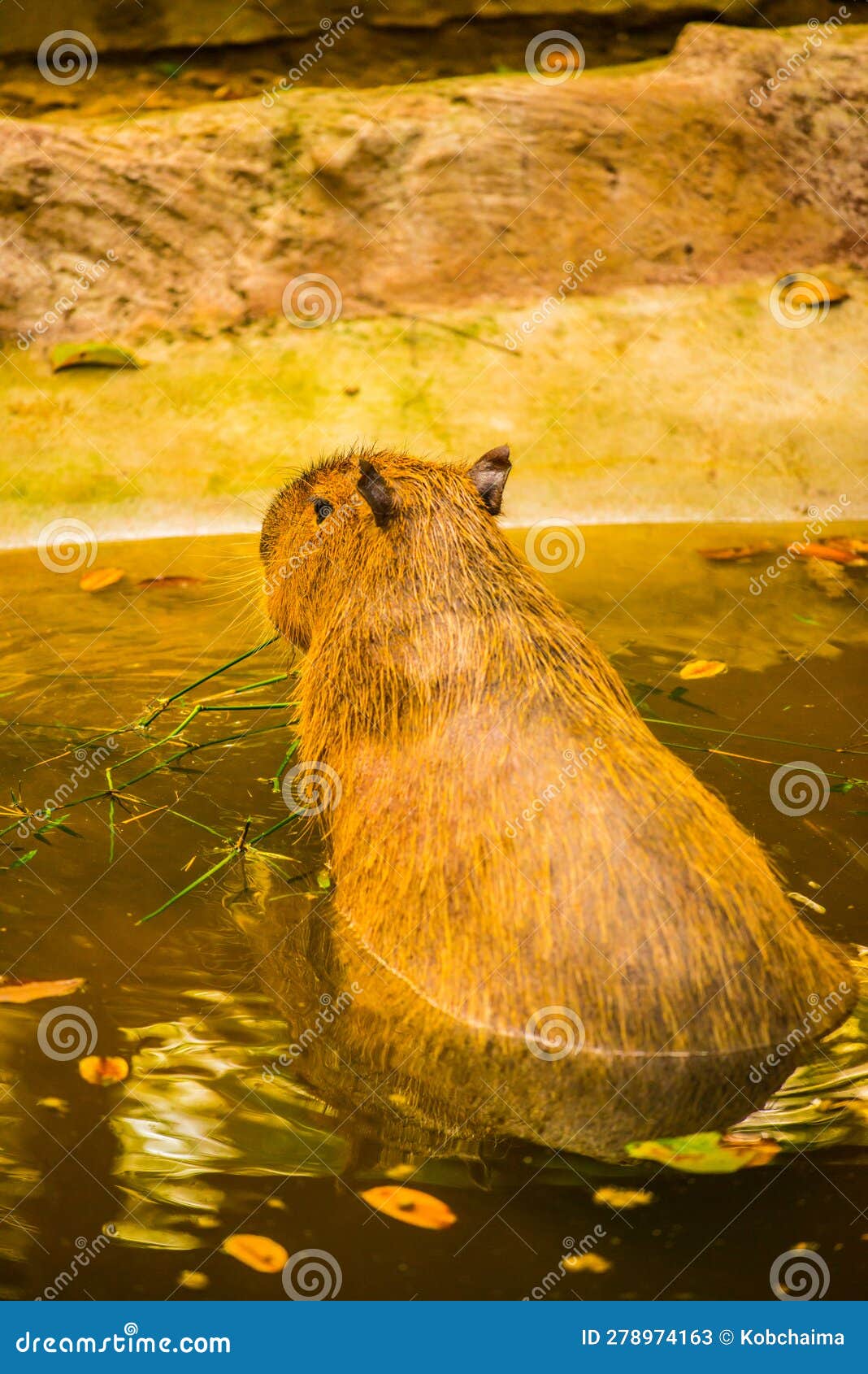 Capybara In The Water Royalty-Free Stock Photography | CartoonDealer ...
