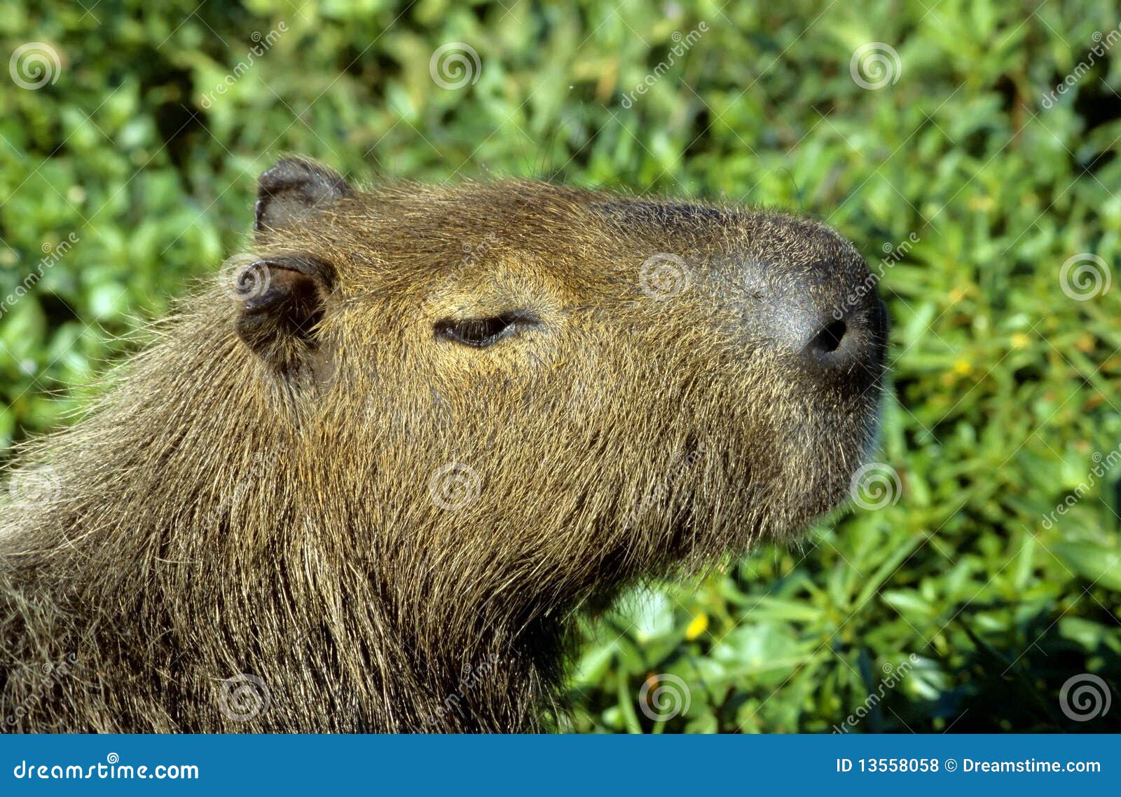 Capybara - Today the Largest Living Rodent Stock Photo - Image of ...