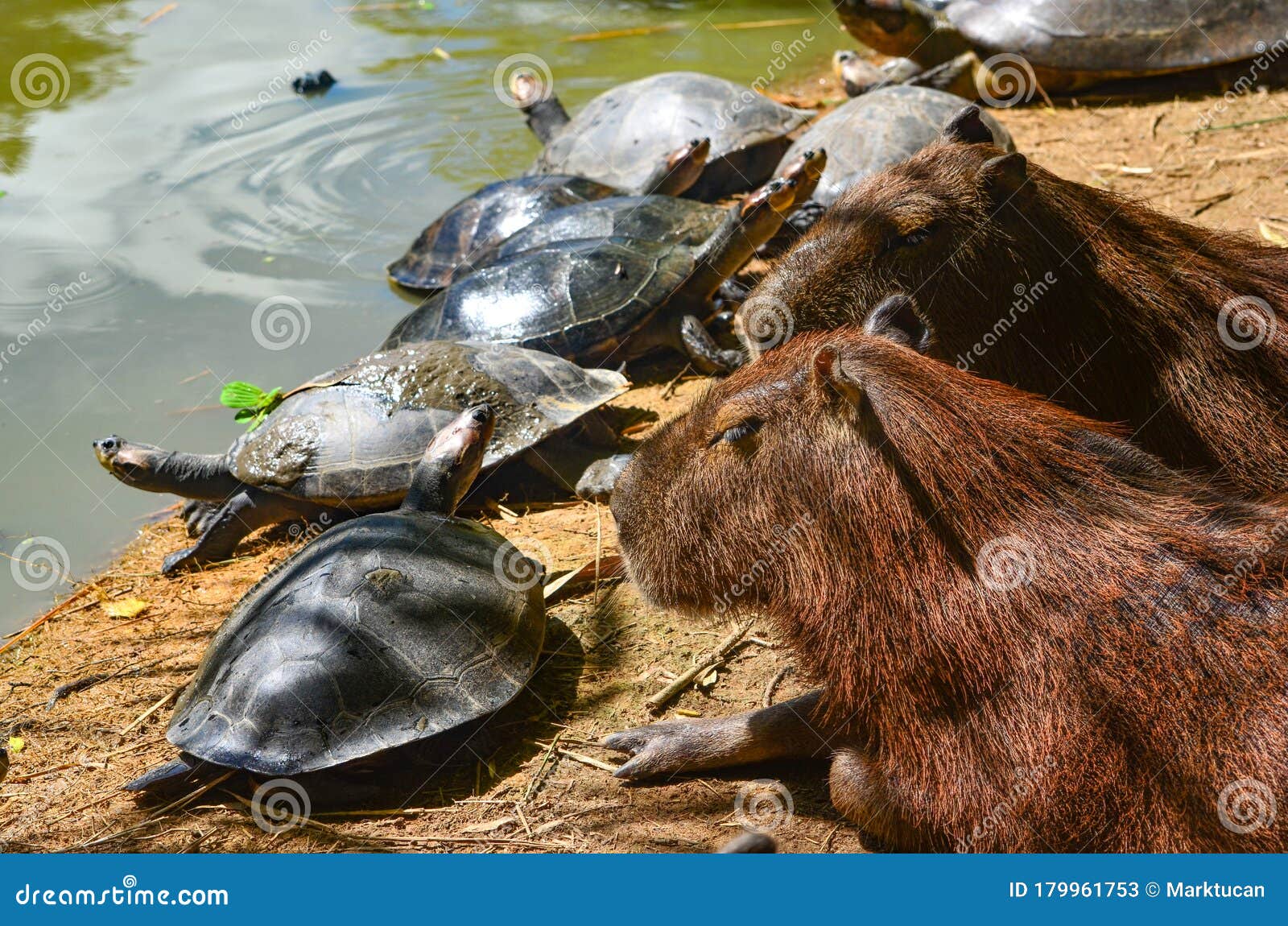 Capybara and Turtles Relaxing Together on a Riverbank in the Amazon ...