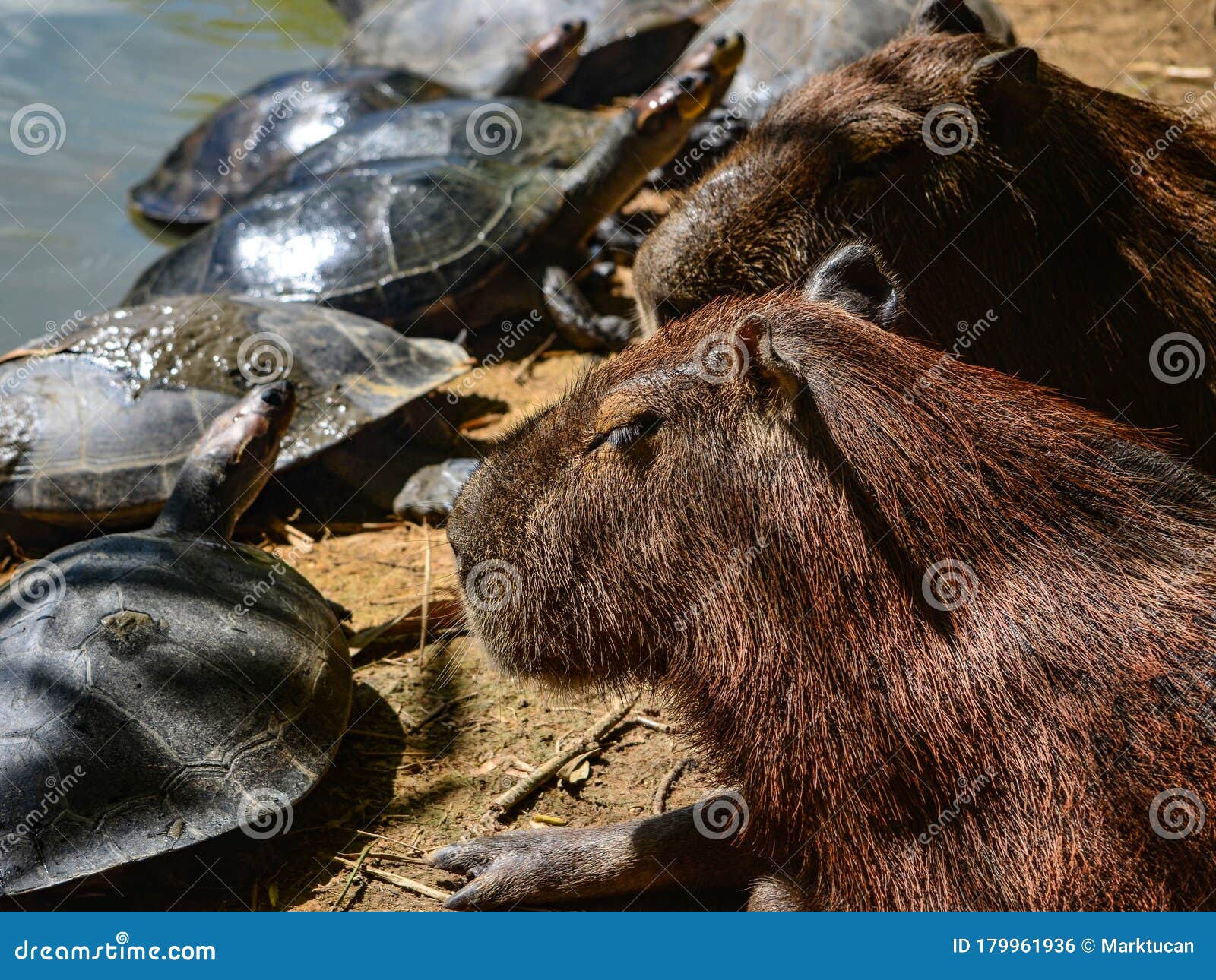 Capybara and Turtles Relaxing Together on a Riverbank in the Amazon ...