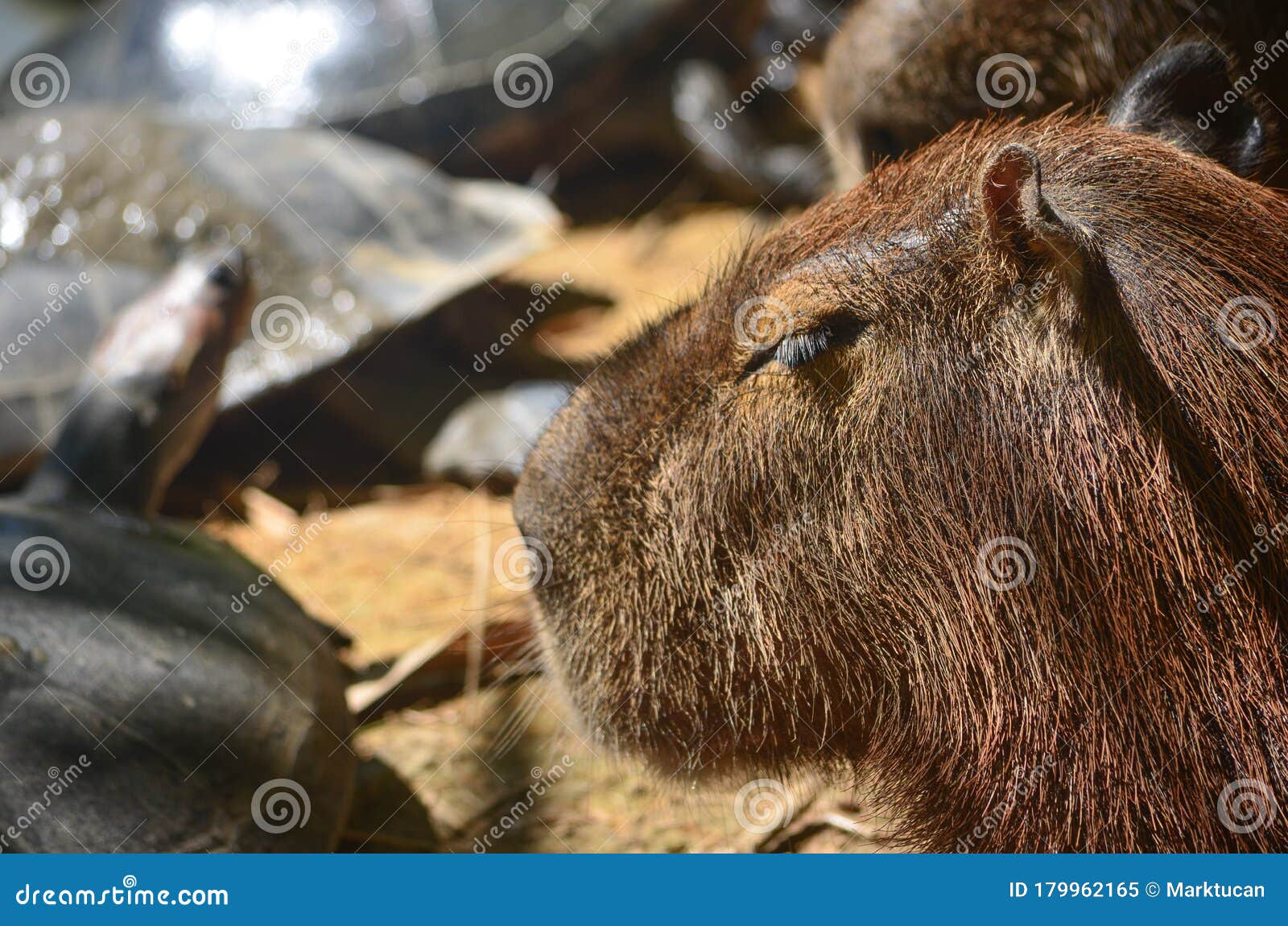 Capybara and Turtles Relaxing Together on a Riverbank in the Amazon ...