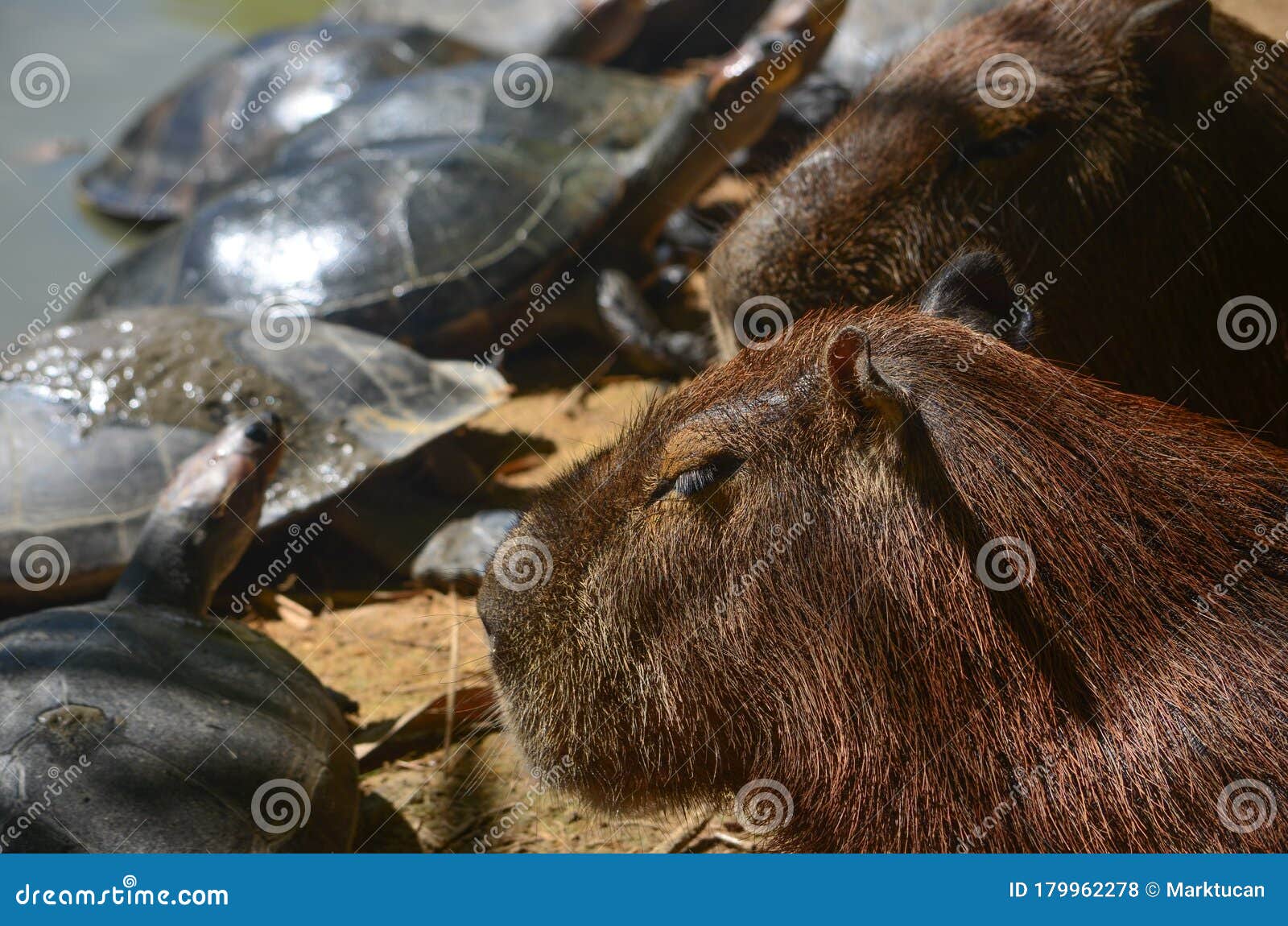 Capybara and Turtles Relaxing Together on a Riverbank in the Amazon ...