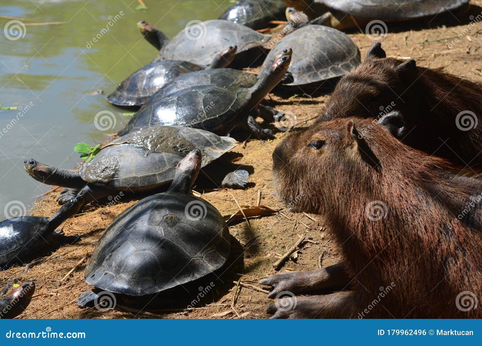 Capybara and Turtles Relaxing Together on a Riverbank in the Amazon ...