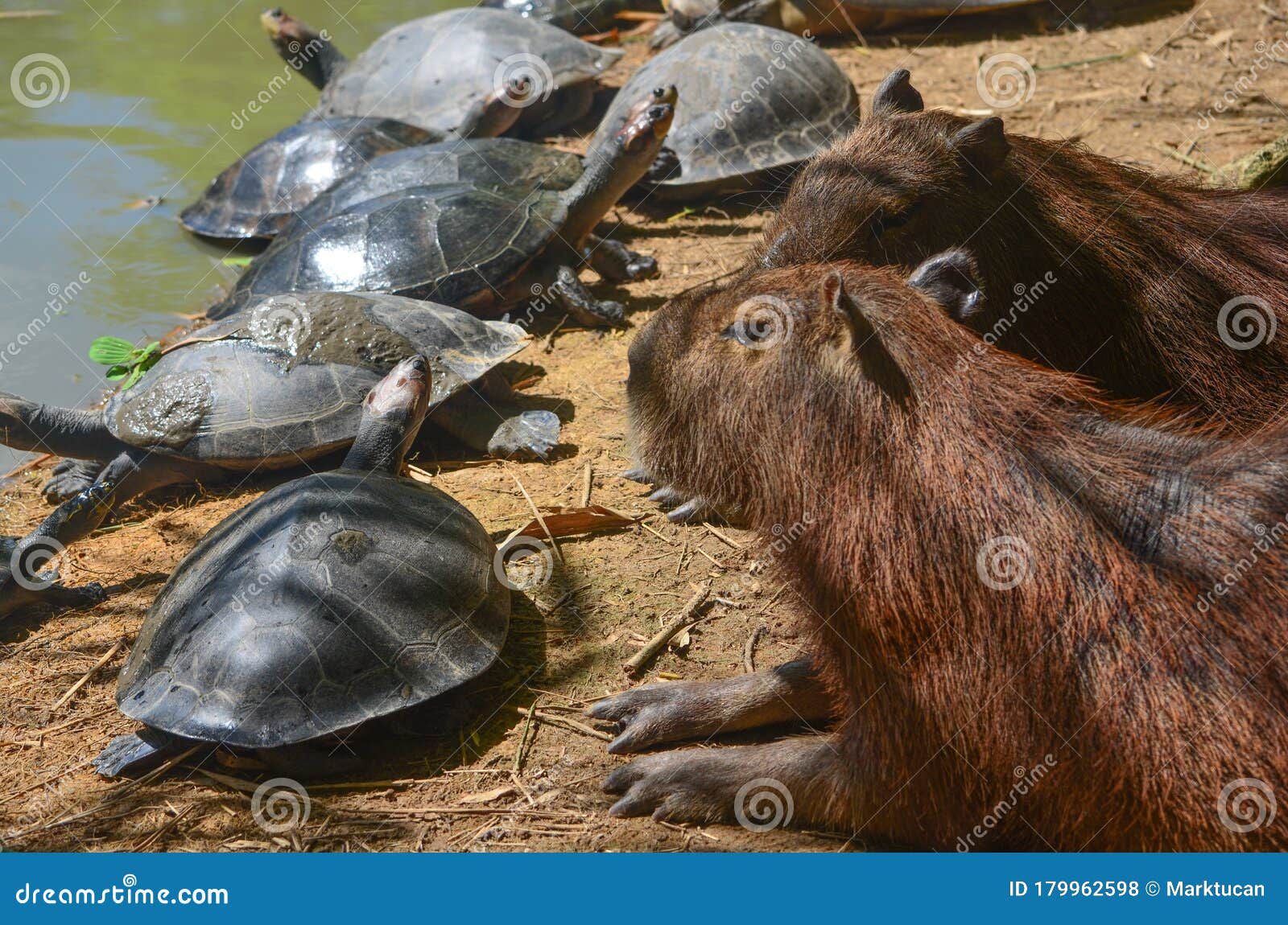 Capybara and Turtles Relaxing Together on a Riverbank in the Amazon ...