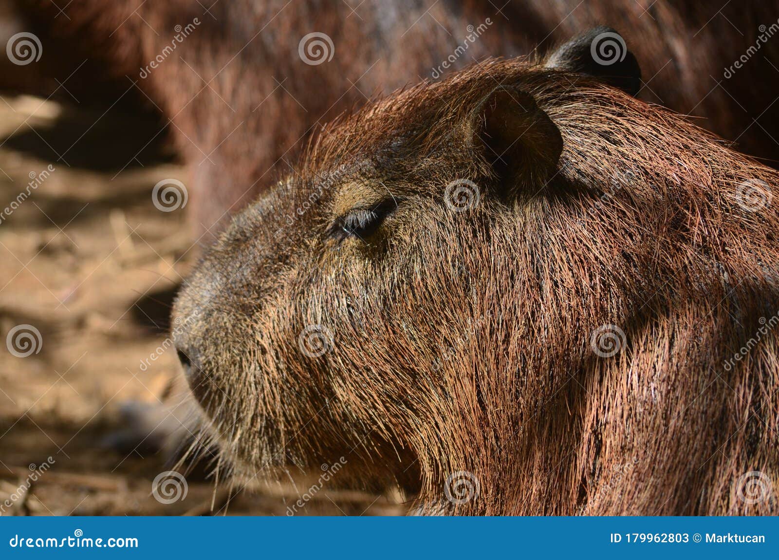 Capybara and Turtles Relaxing Together on a Riverbank in the Amazon ...