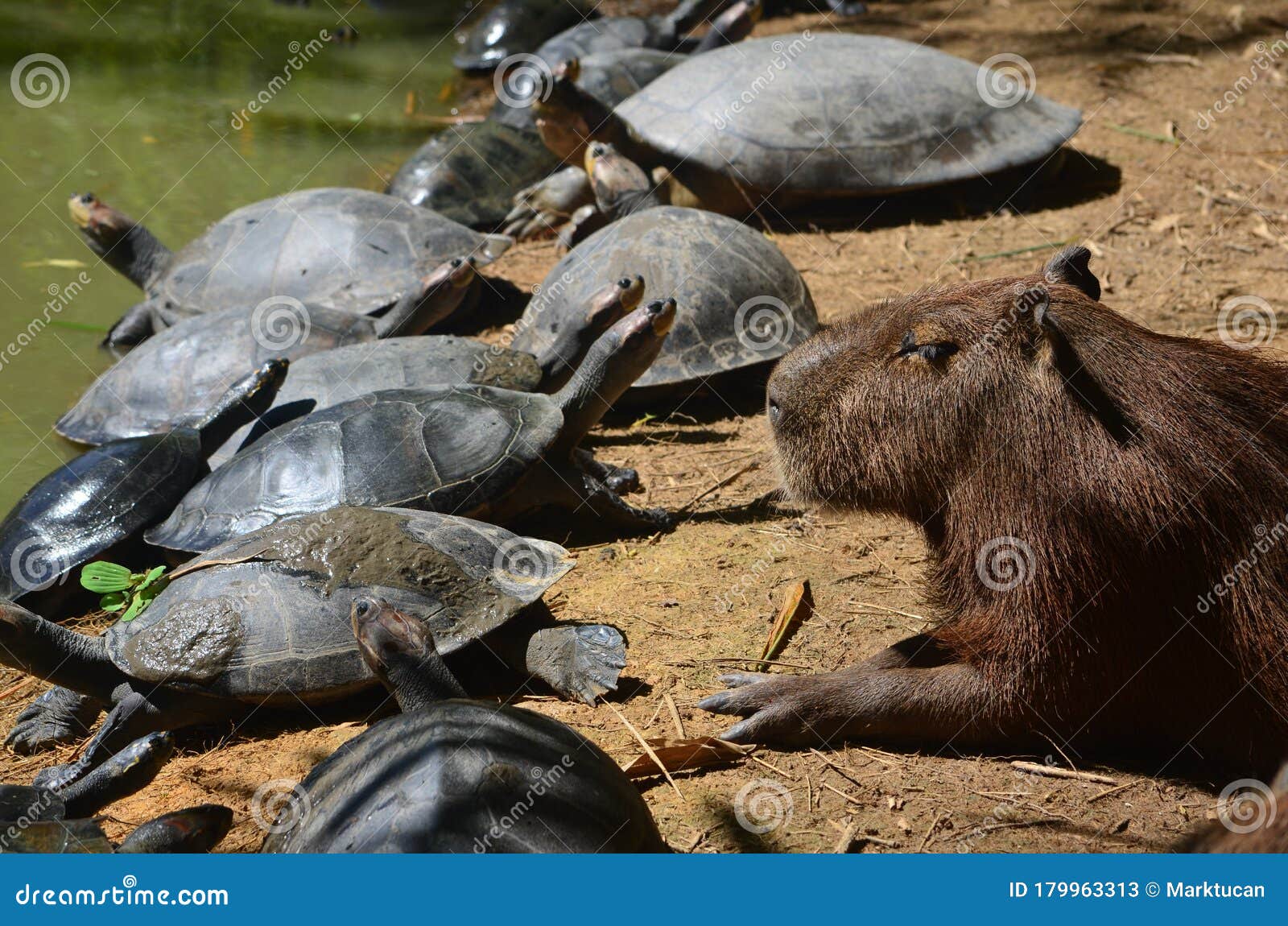 Capybara and Turtles Relaxing Together on a Riverbank in the Amazon ...