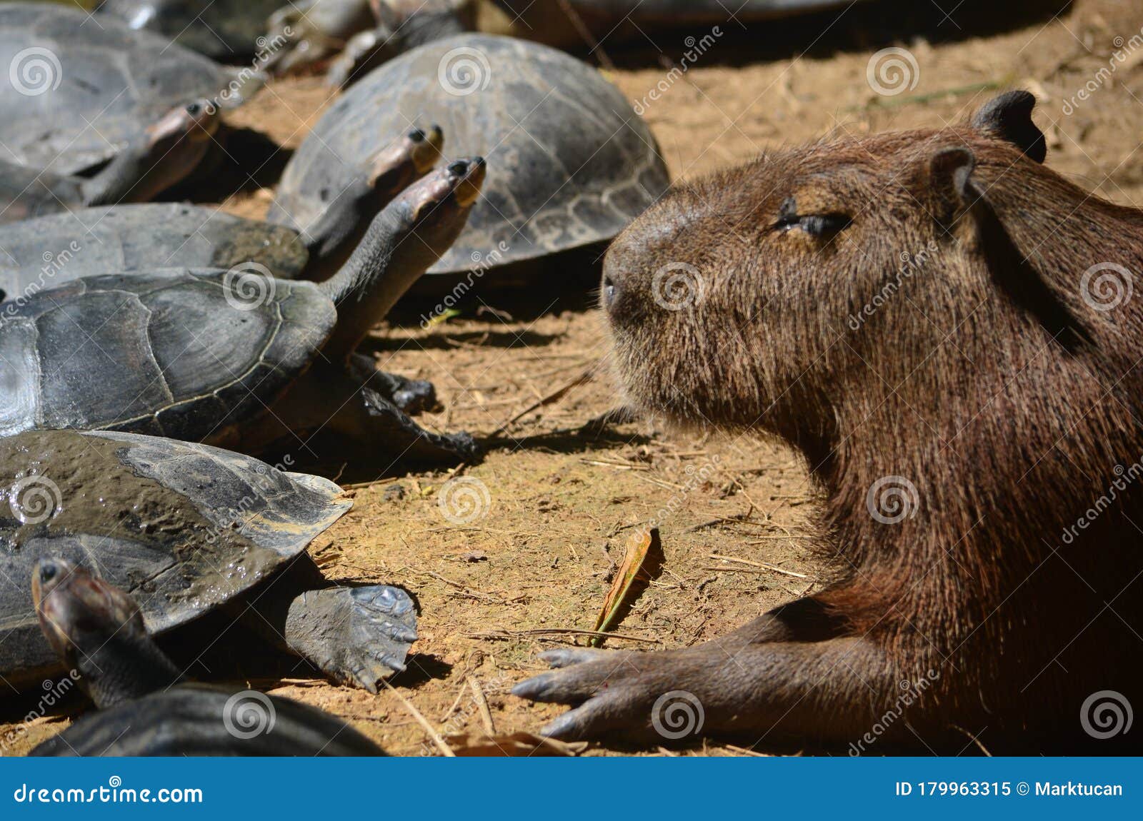 Capybara and Turtles Relaxing Together on a Riverbank in the Amazon ...