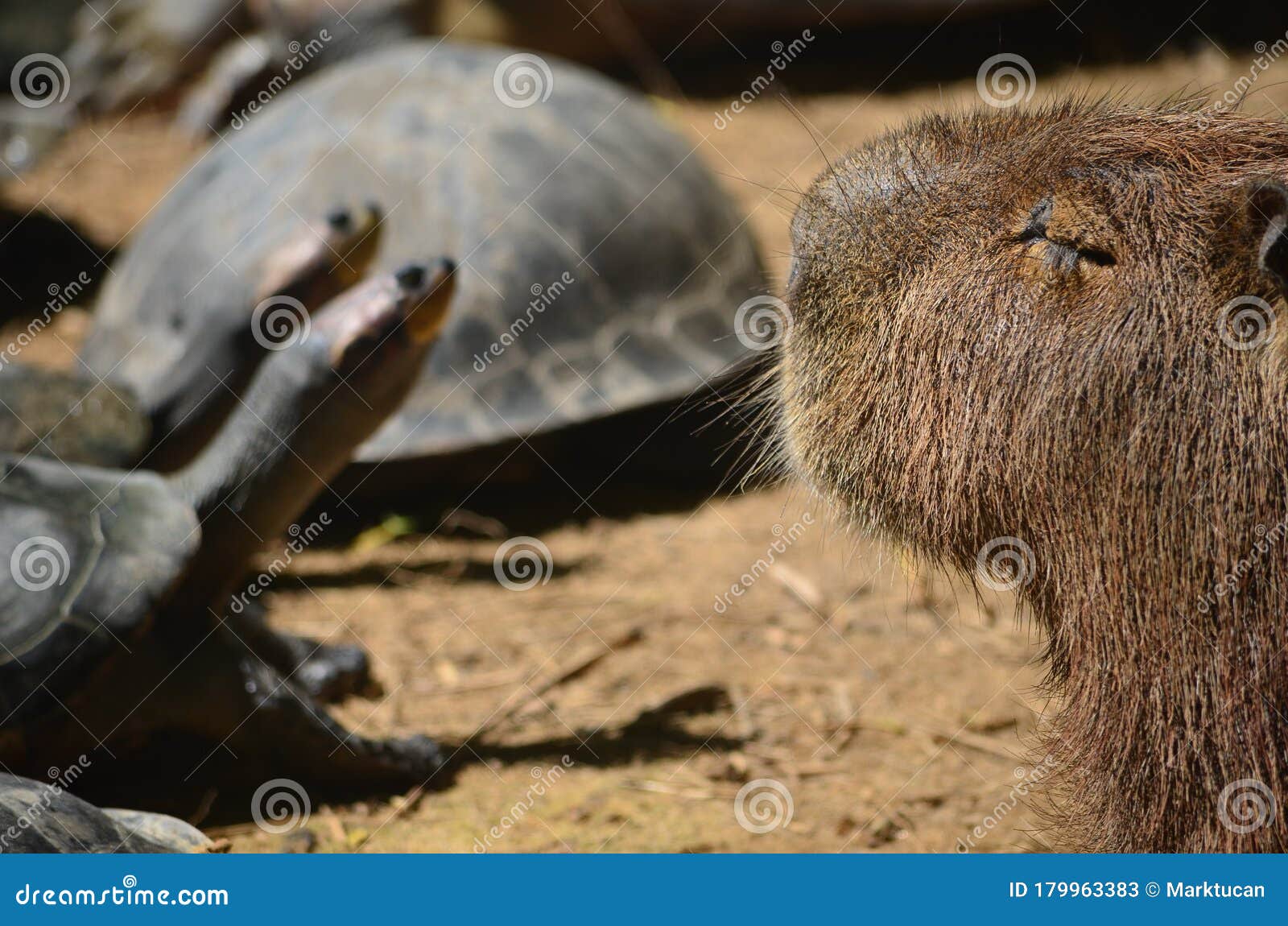 Capybara and Turtles Relaxing Together on a Riverbank in the Amazon ...