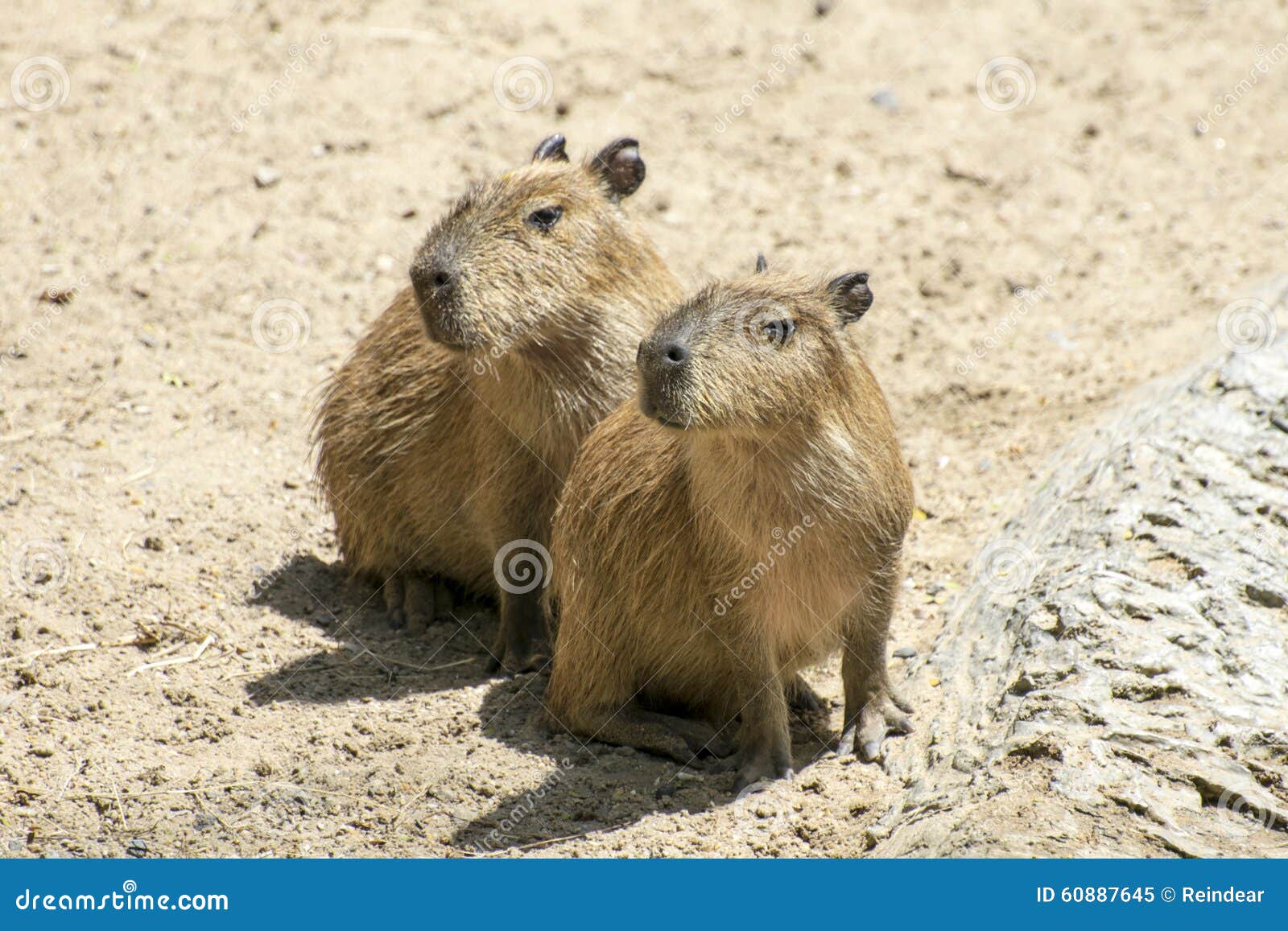Capybara stock image. Image of rodent, animal, capybaras - 60887645