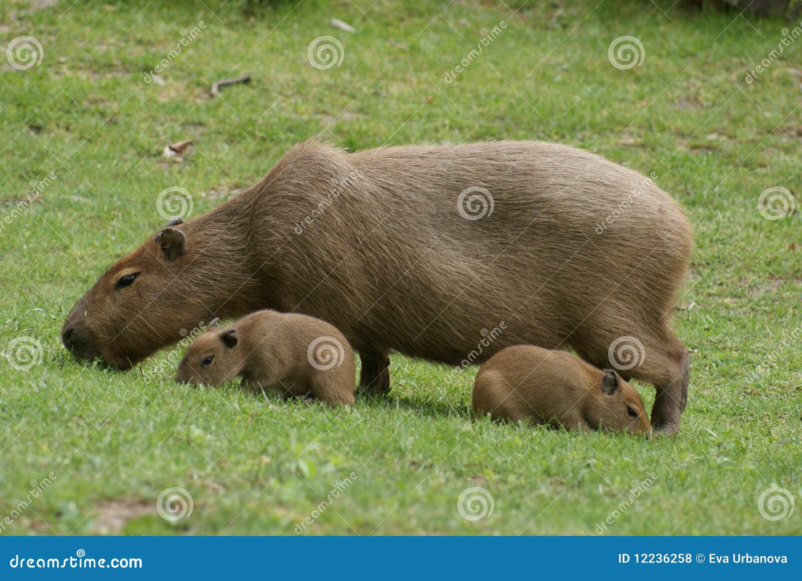 Capybara with two cubs stock photo. Image of hydrochaeris - 12236258