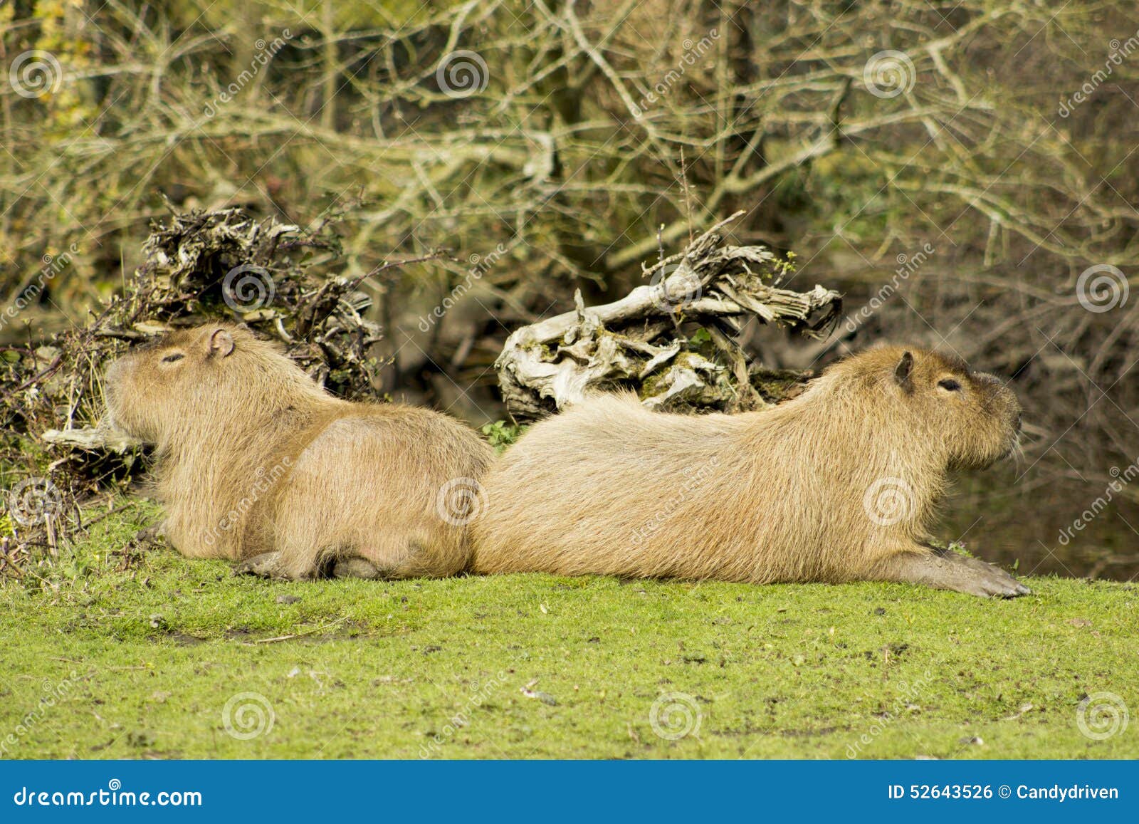 Capybara stock photo. Image of capybara, sitting, food - 52643526