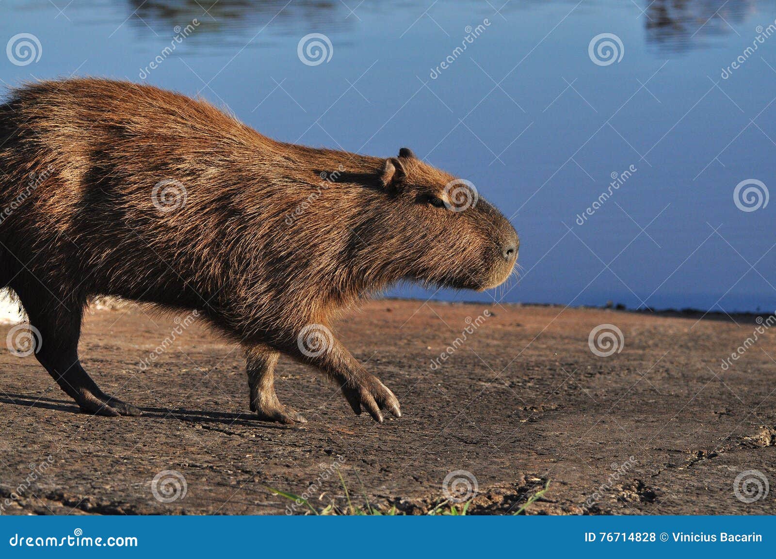 Capybara Walking Across the Lake Stock Photo - Image of mammal, largest ...