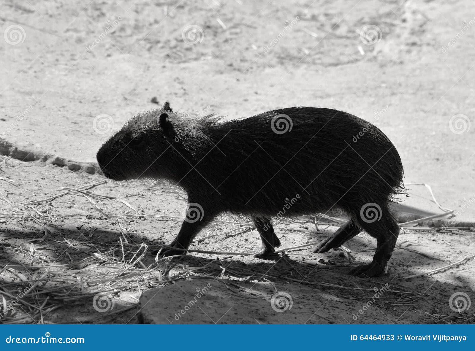 Capybara stock image. Image of fauna, eating, wildlife - 64464933