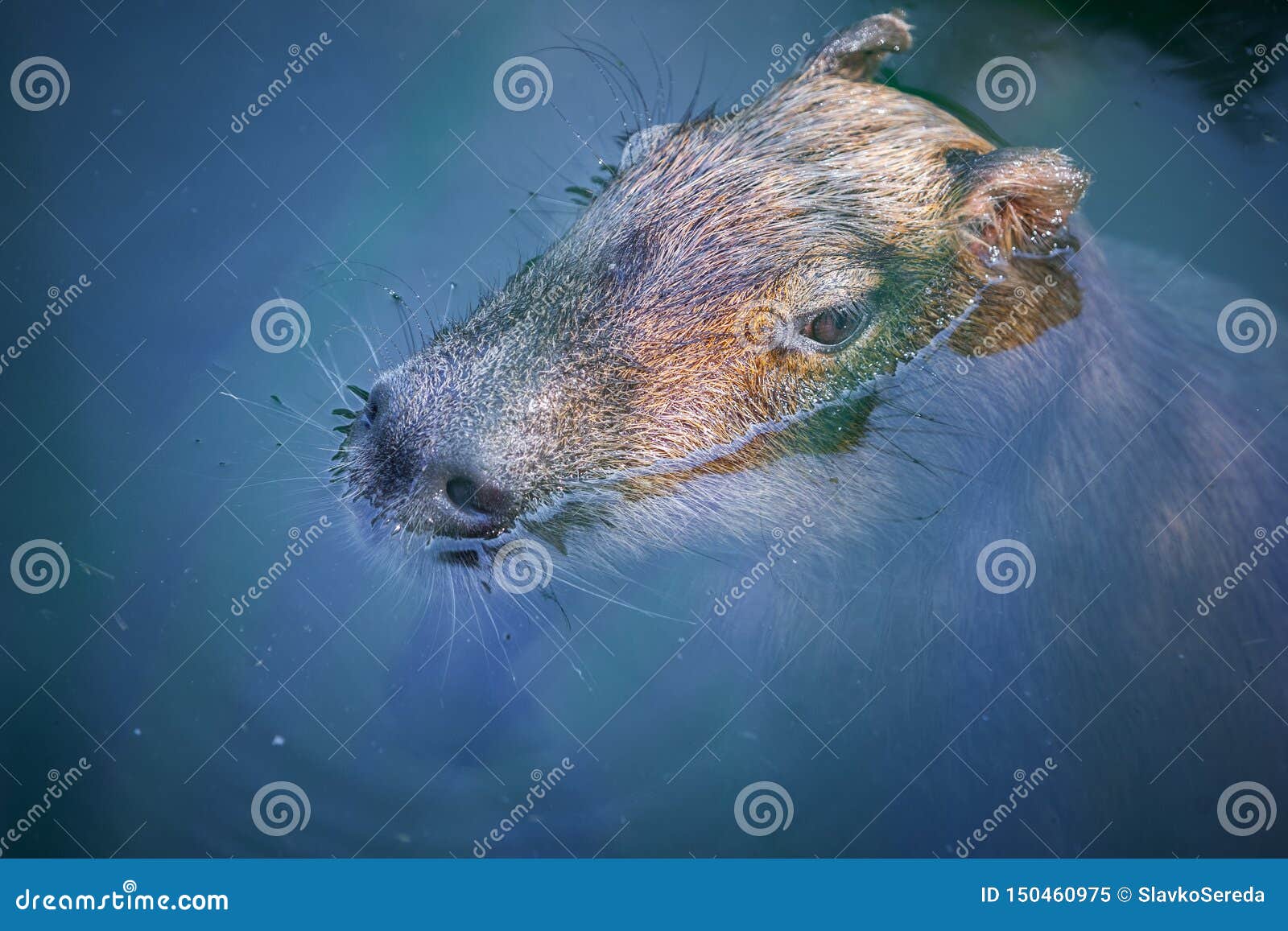 Capybara in the water stock image. Image of swimming - 150460975