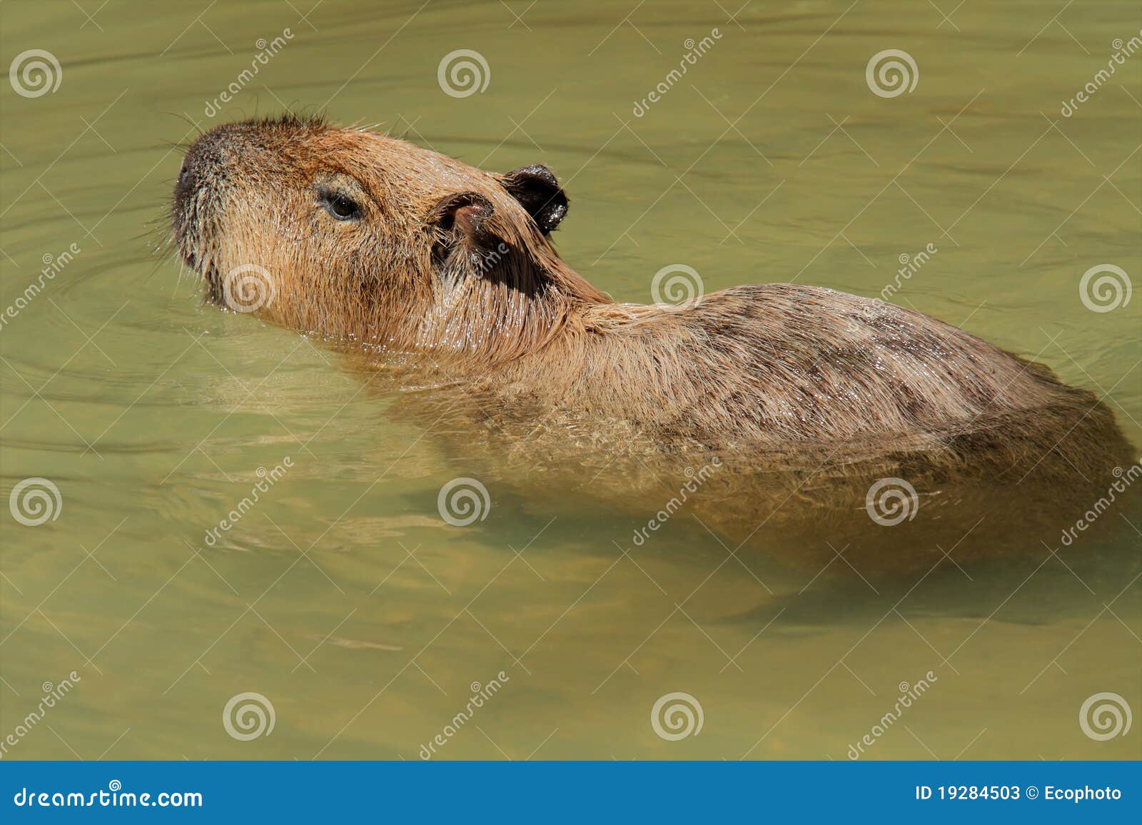 Furry Capybara In The Summer Forest Royalty-Free Stock Photography ...