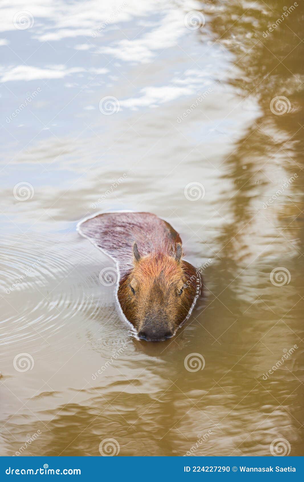 Capybara in the water stock photo. Image of brazil, mammal - 224227290