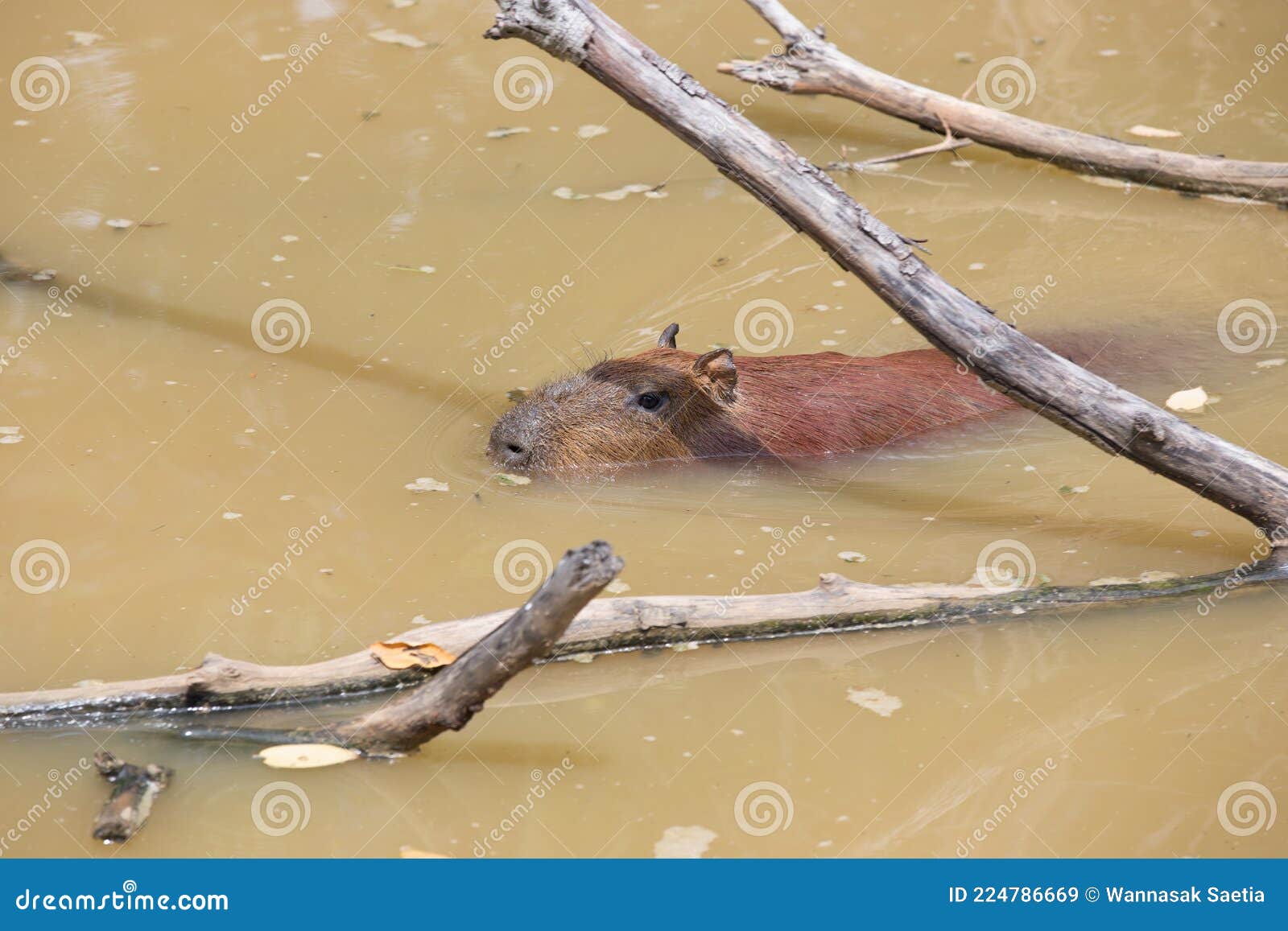 Capybara in the water stock image. Image of herbivore - 224786669