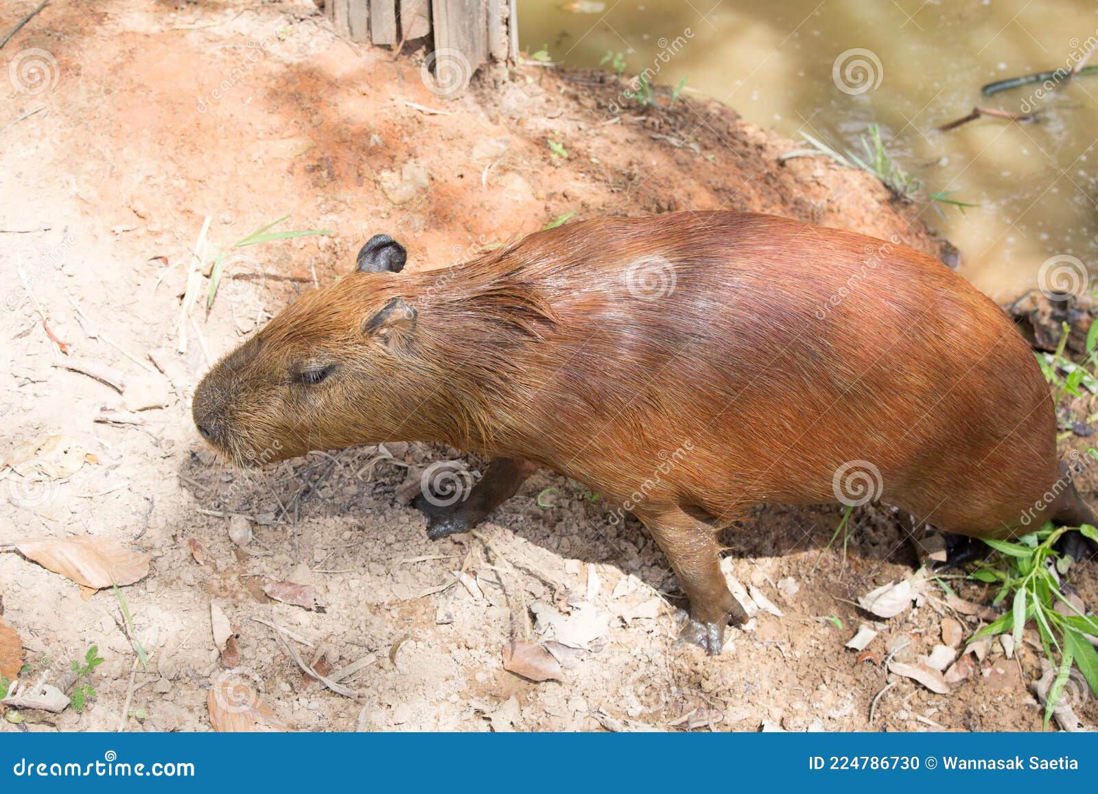 Capybara in the water stock photo. Image of brown, grass - 224786730