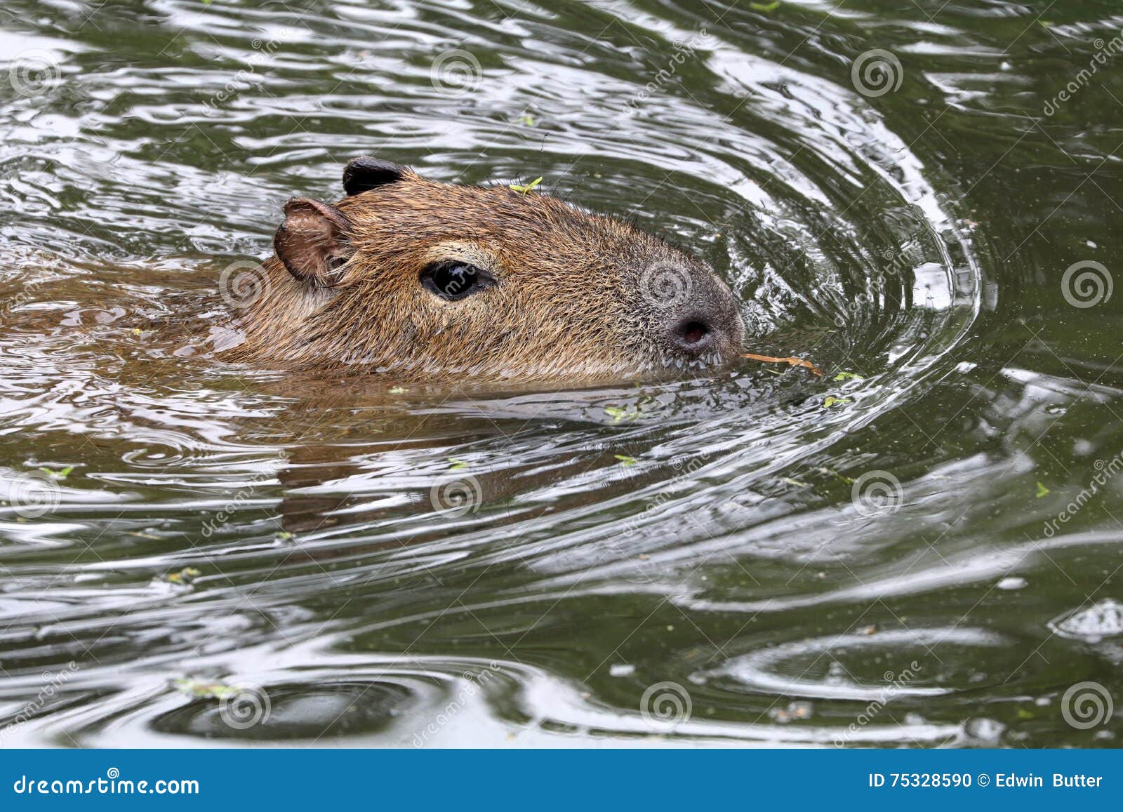 Capybara stock photo. Image of grass, leaf, detail, brown - 75328590