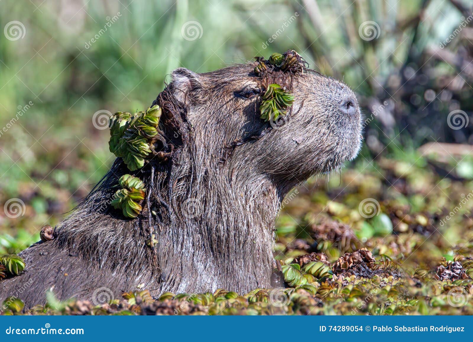 Capybara in the water stock photo. Image of herbivorous - 74289054