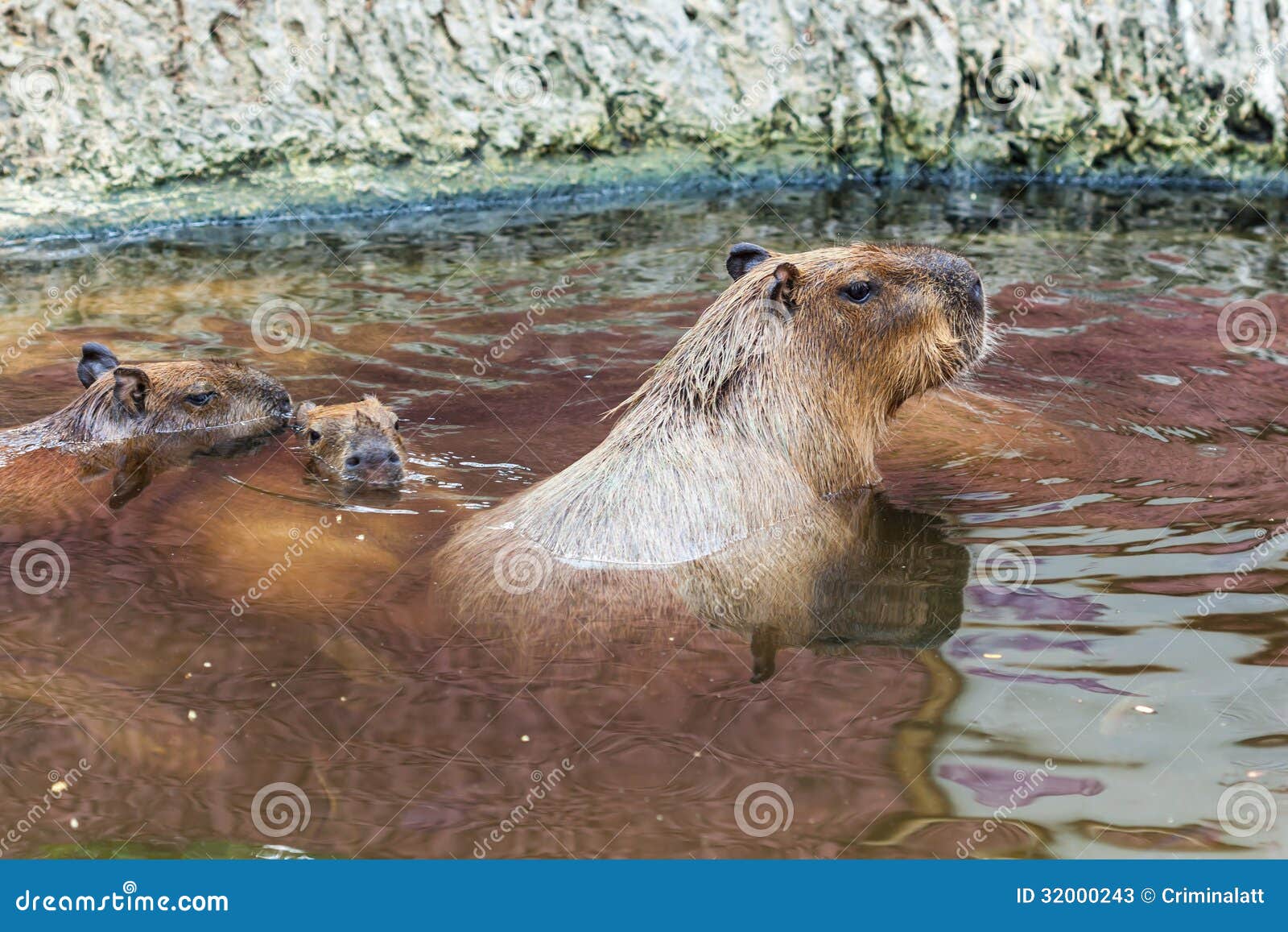 Capybara in water stock image. Image of wildlife, water - 32000243