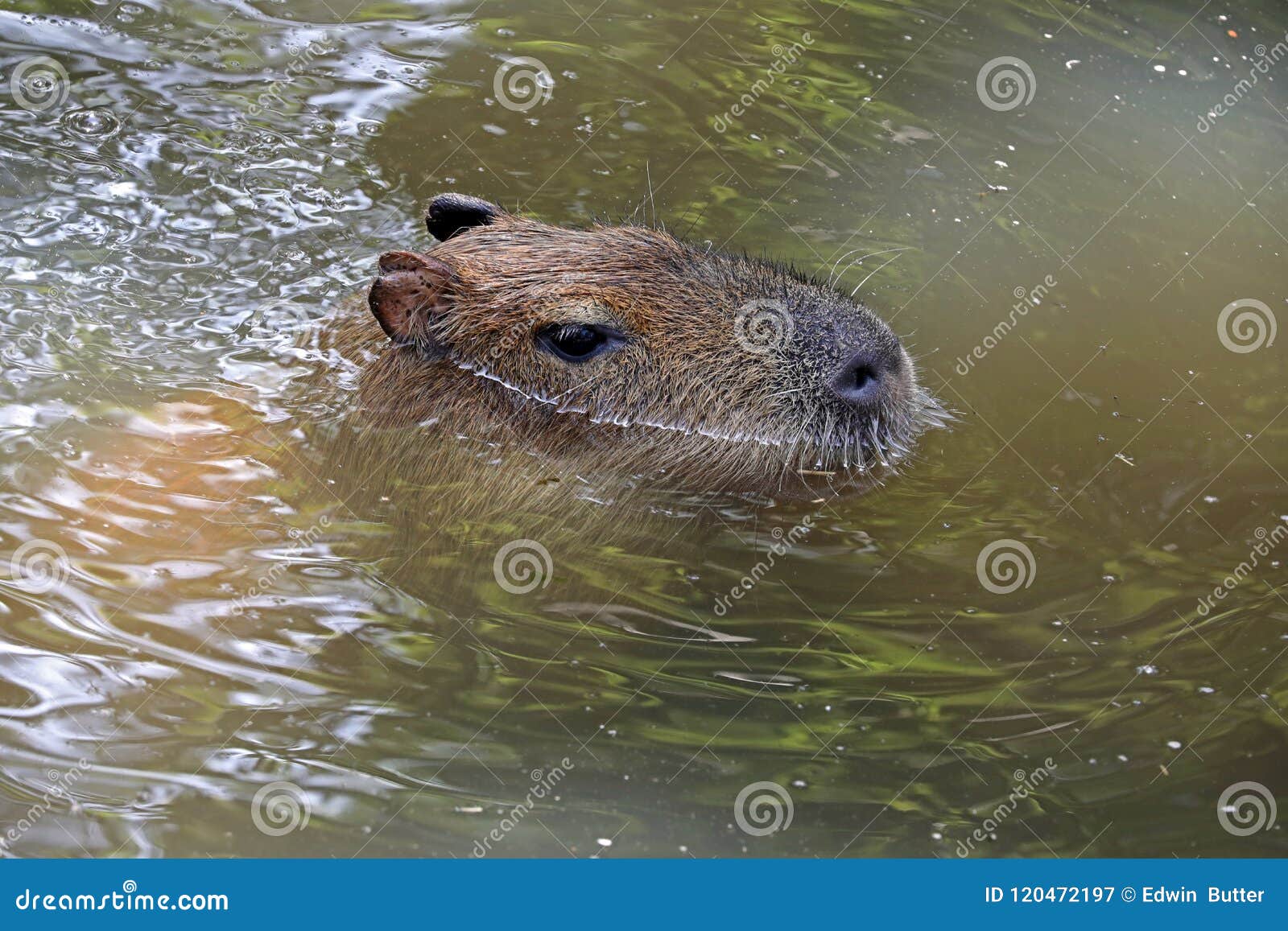 Capybara stock image. Image of hydrochaeris, capybara - 120472197