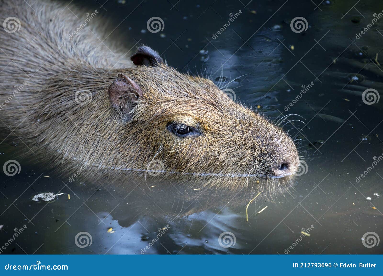 Capybara in the water stock photo. Image of wild, large - 212793696