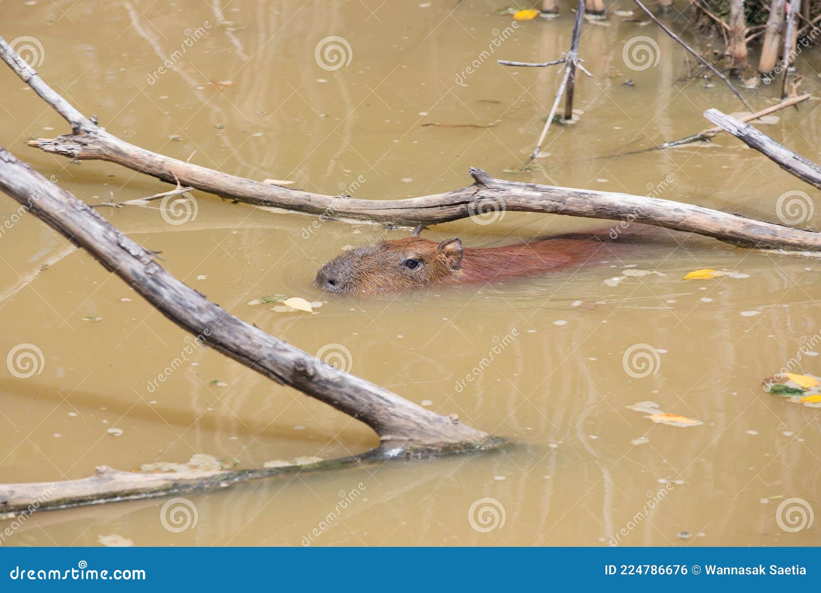 Capybara in the water stock photo. Image of herbivorous - 224786676