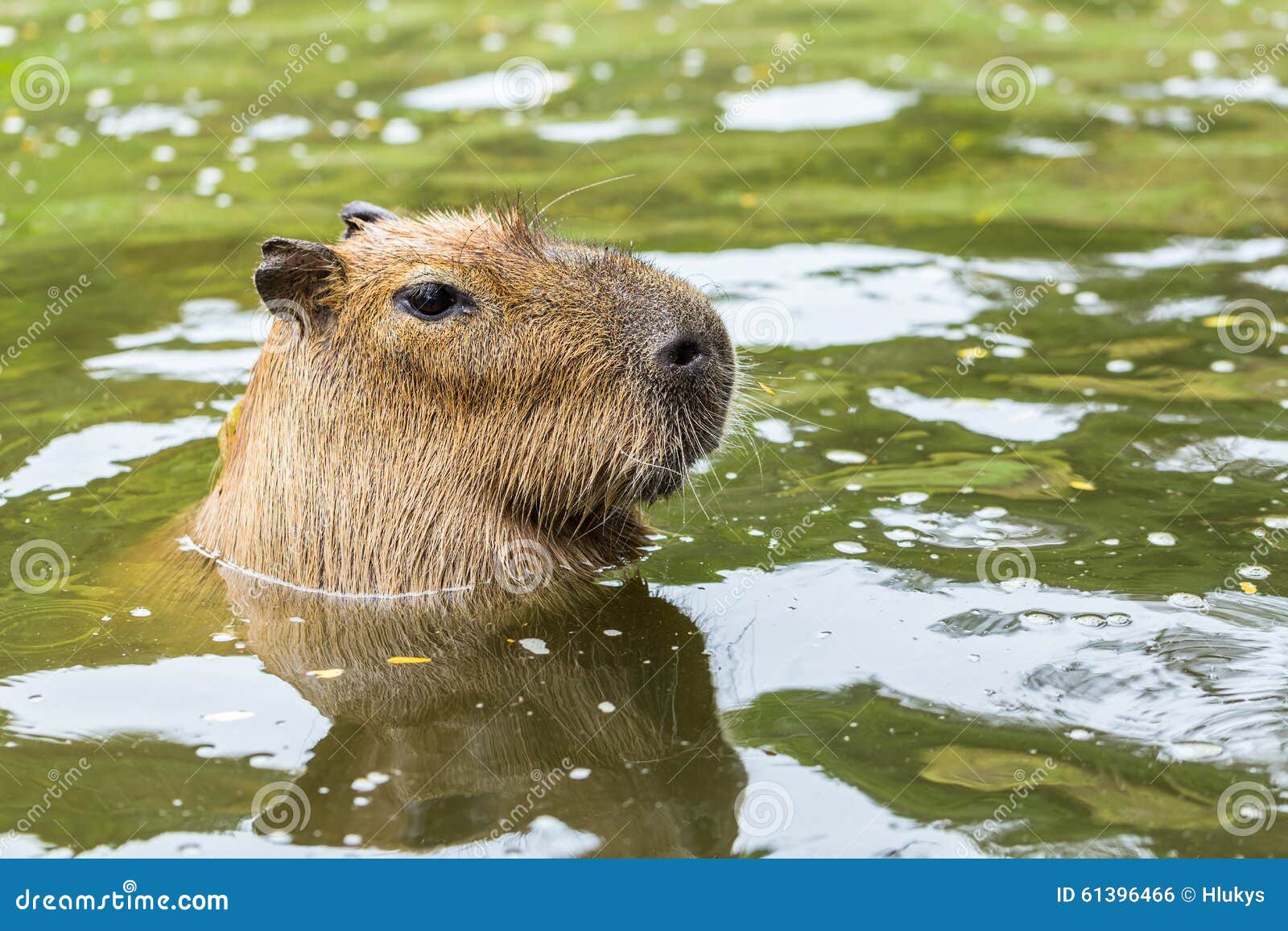 Capybara stock photo. Image of summer, water, wildlife - 61396466
