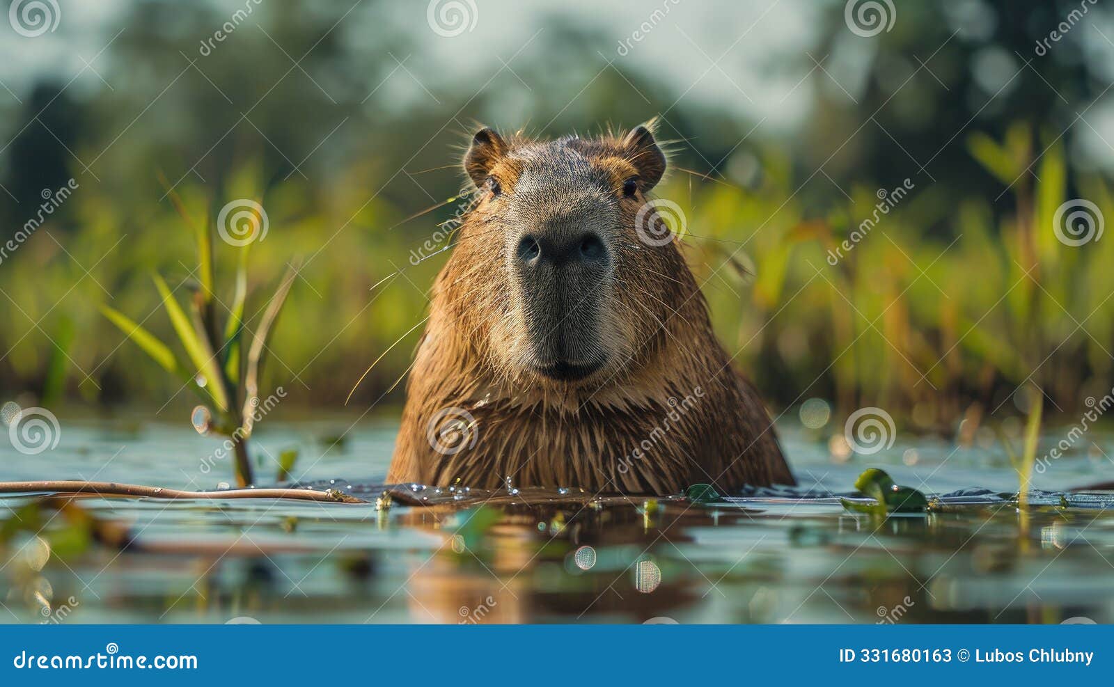 A Capybara In Its Natural Environment Stock Photography | CartoonDealer ...