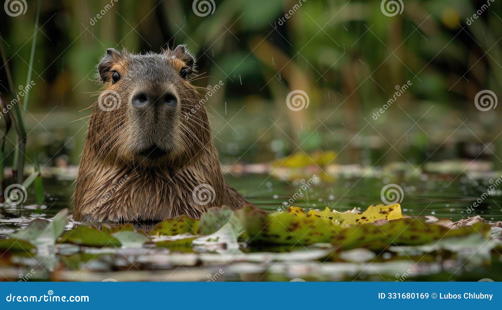 A Capybara In Its Natural Environment Stock Photography | CartoonDealer ...