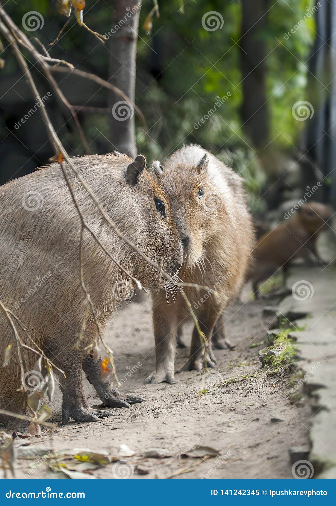 Capybara - Water Pig Hydrochaeris Hydrochaeris Linnaeus Stock Image ...